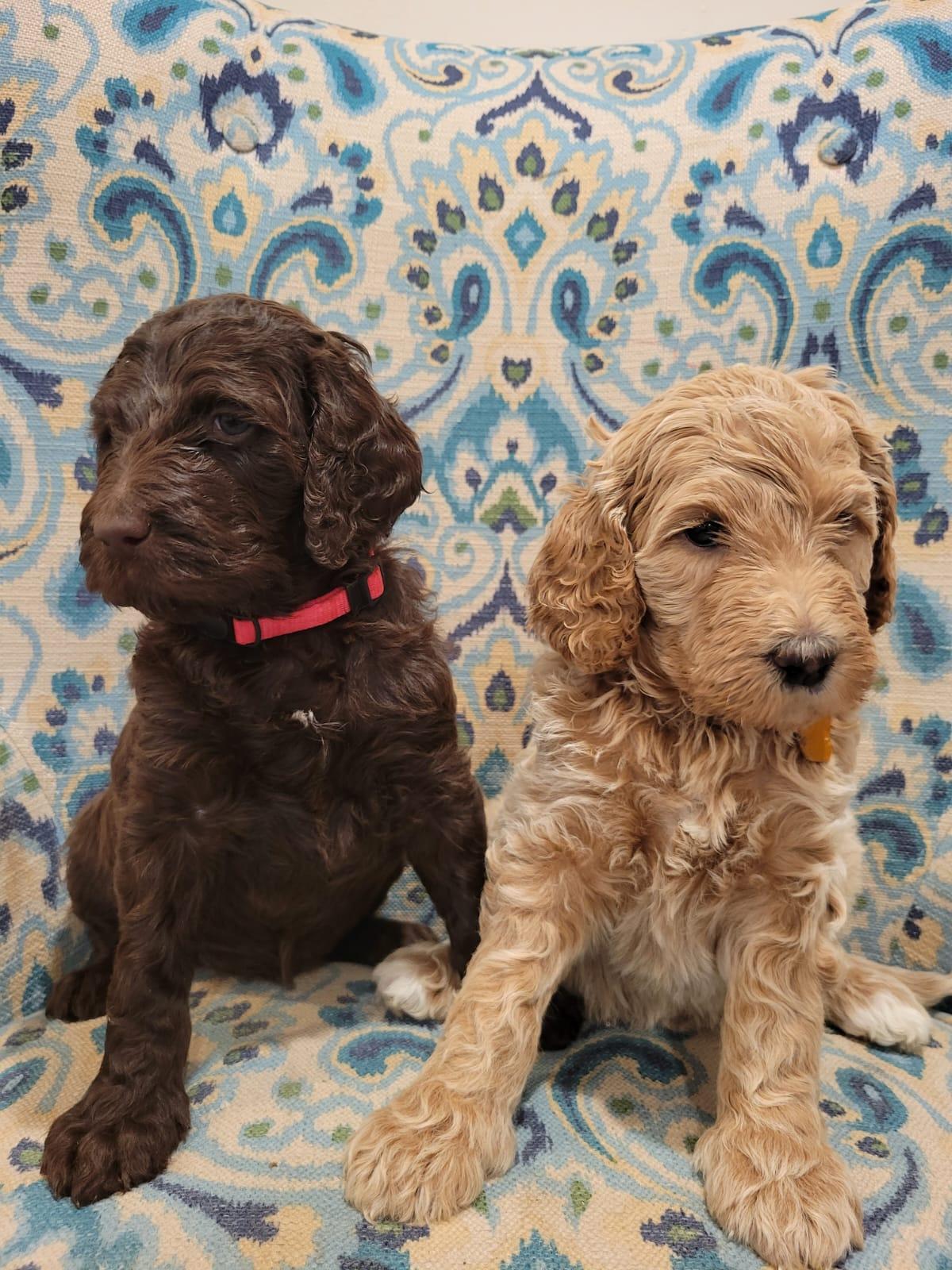 Koko & Kai's litter in Washington, D.C. | Goldendoodle puppies | Good Dog