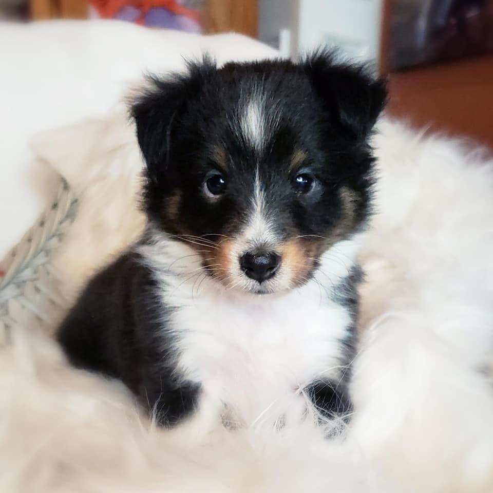Ioney's Southern Paws Shelties, Frenchies, and Yorkies in Georgia ...