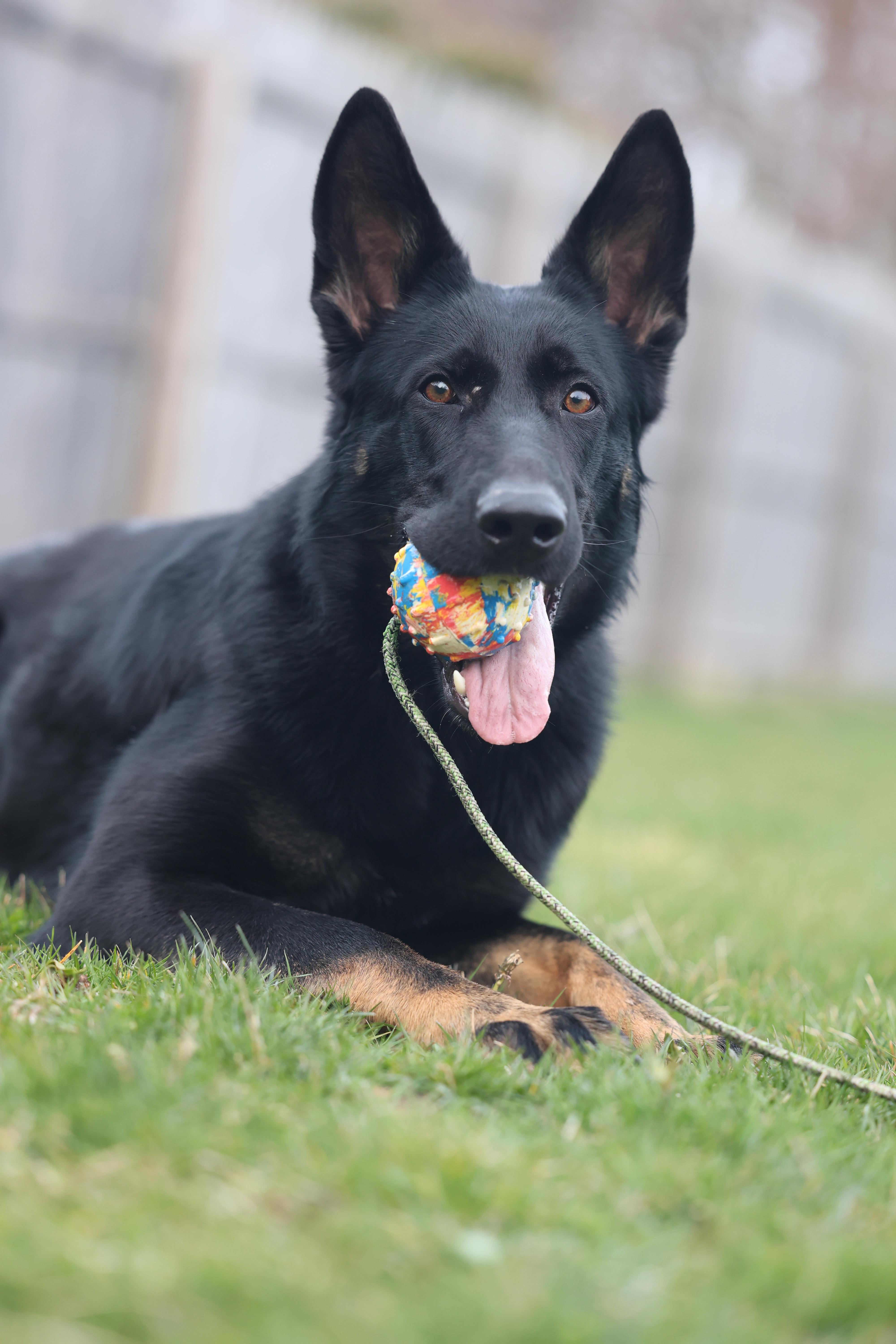 Di Massimo Canile in Connecticut | German Shepherd puppies | Good Dog