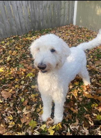 Sunny Doodles in Michigan | Goldendoodle puppies | Good Dog
