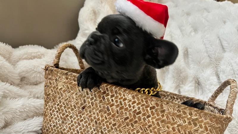 Frenchie Ma in Virginia | French Bulldog puppies | Good Dog