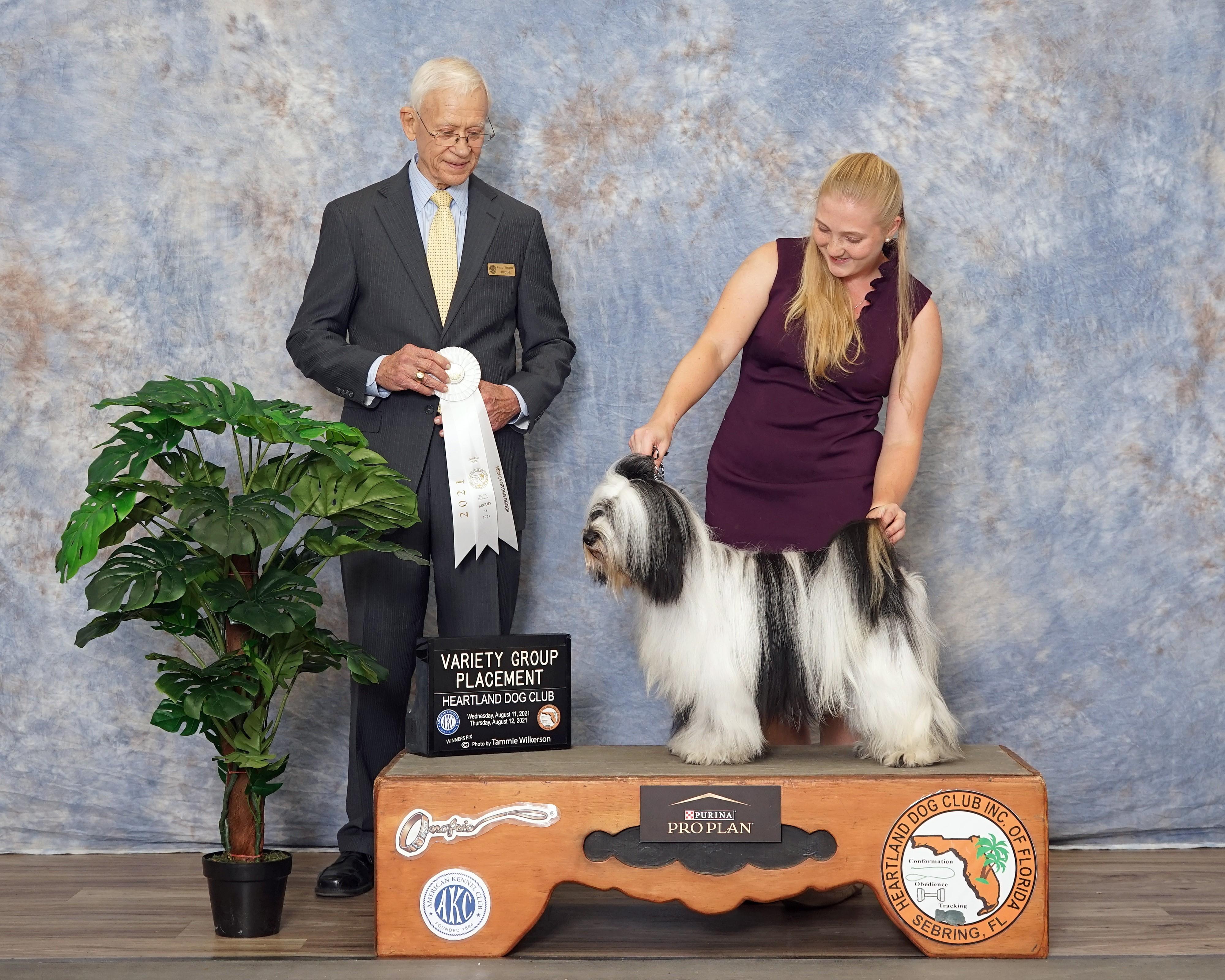 Treble Tibetan Terriers in Florida | Tibetan Terrier puppies | Good Dog