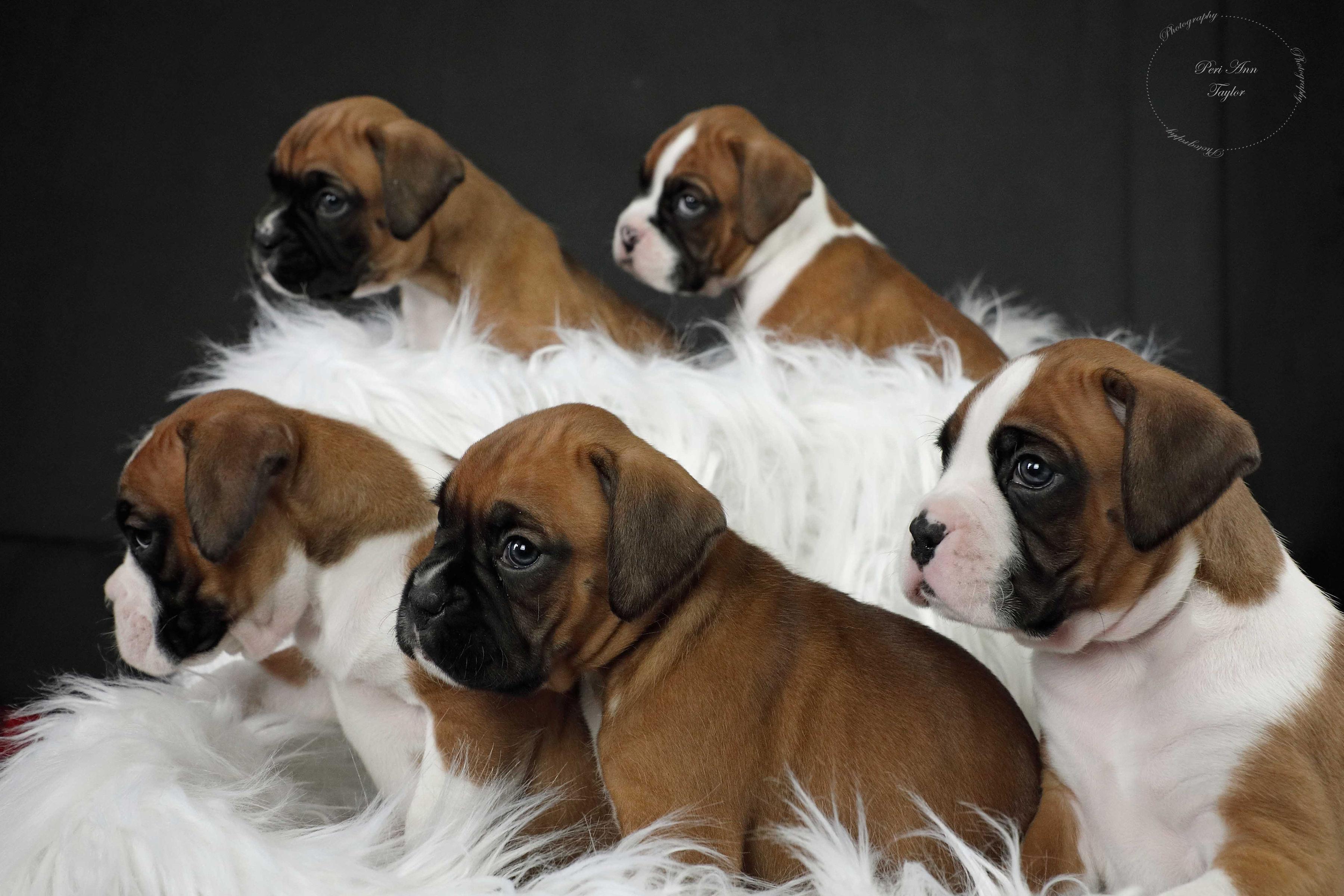 Lando Boxers in Missouri | Boxer puppies | Good Dog