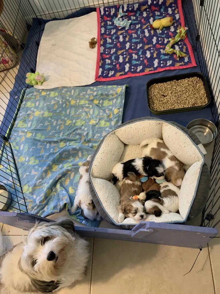 Jacqueline Carney in Michigan | Havanese puppies | Good Dog