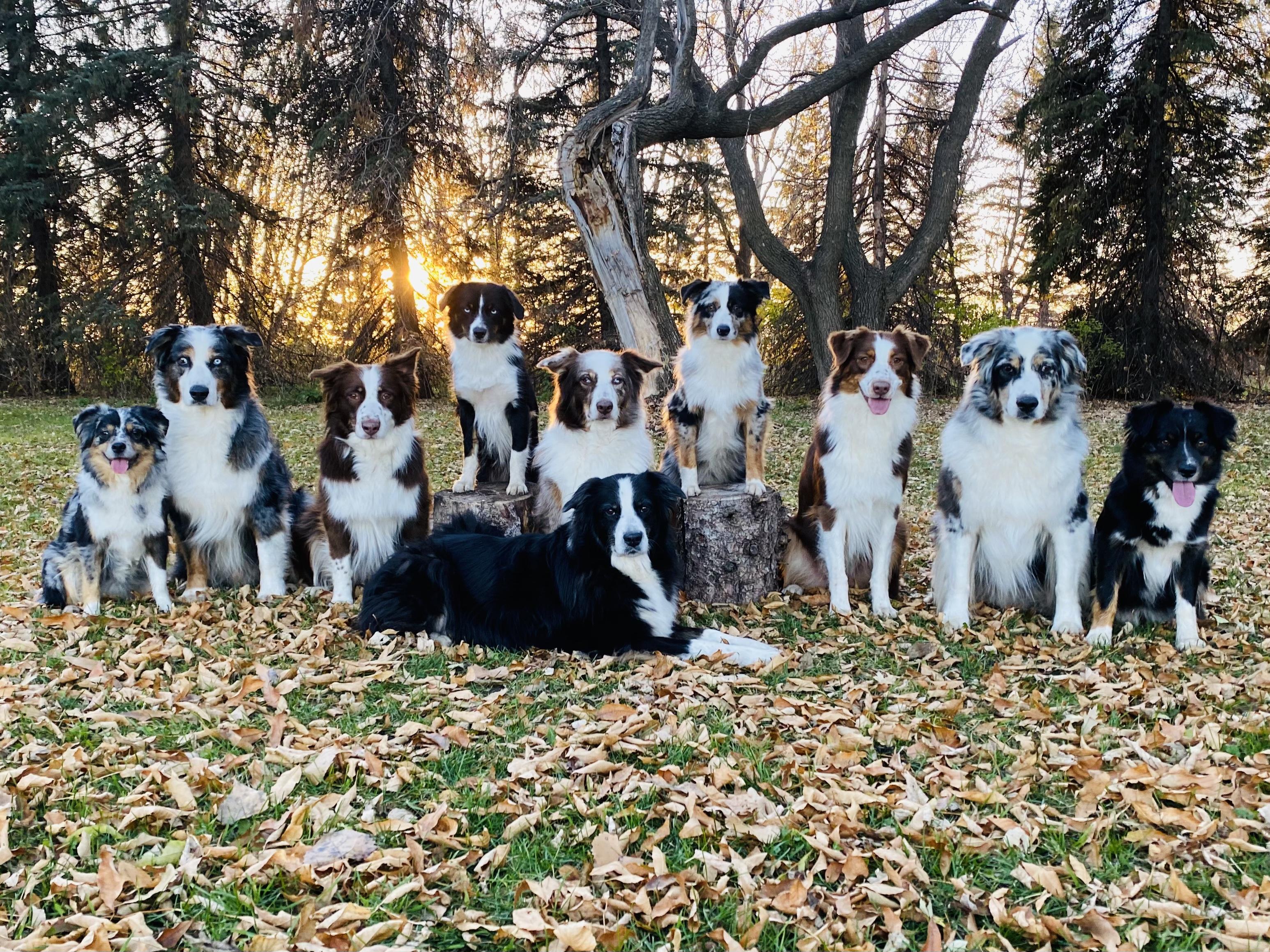 Whispering Valley Miniature American Shepherds and Australian Shepherds ...