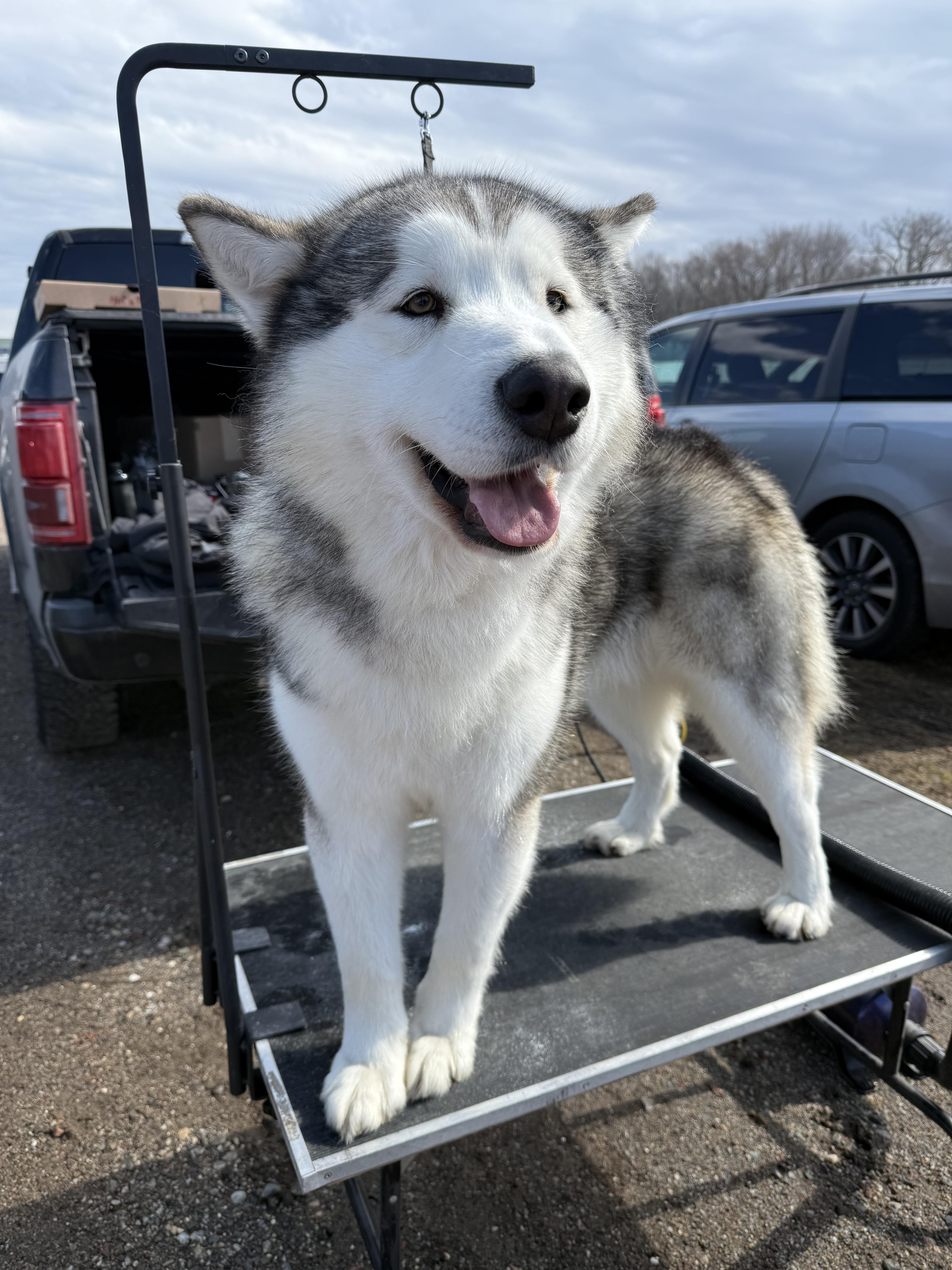 Equinox Kennels in Maine | Alaskan Malamute puppies | Good Dog