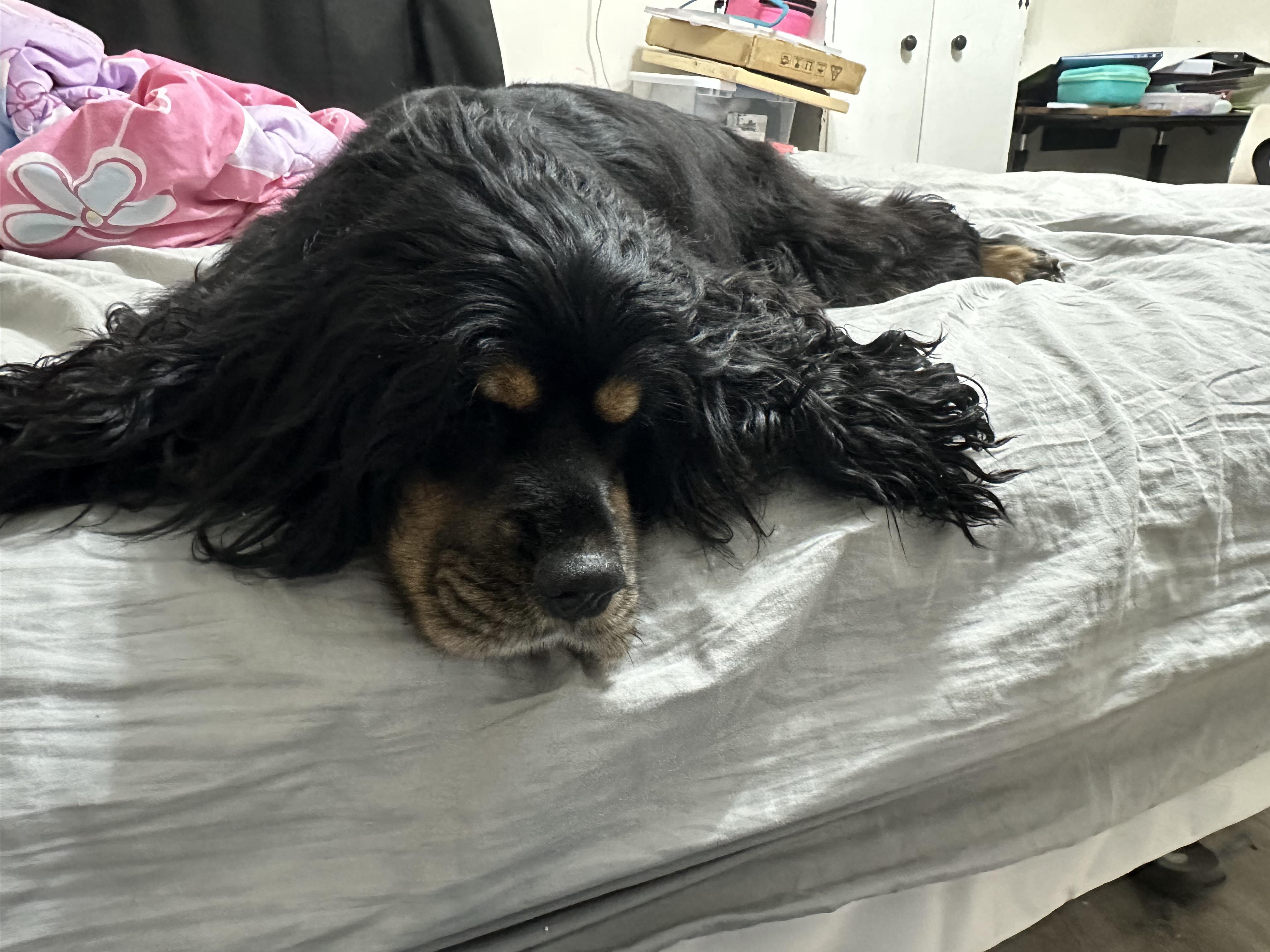 Home Grown Cocker Spaniels in North Carolina | Cocker Spaniel puppies ...