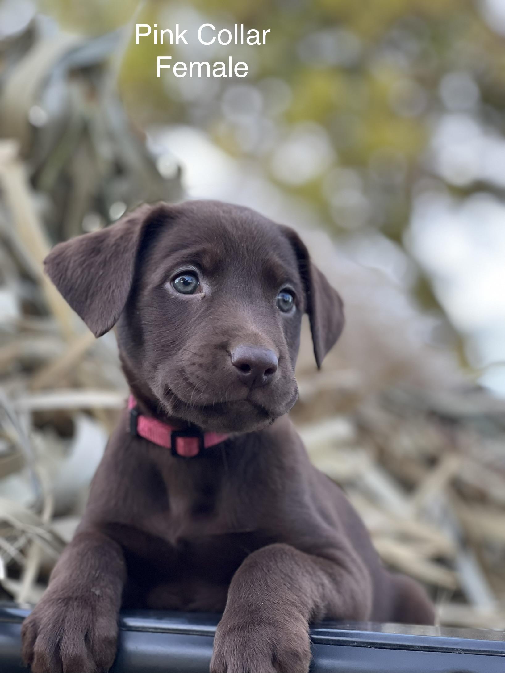 Beaver Creek Kennels in Oklahoma | Labrador Retriever puppies | Good Dog