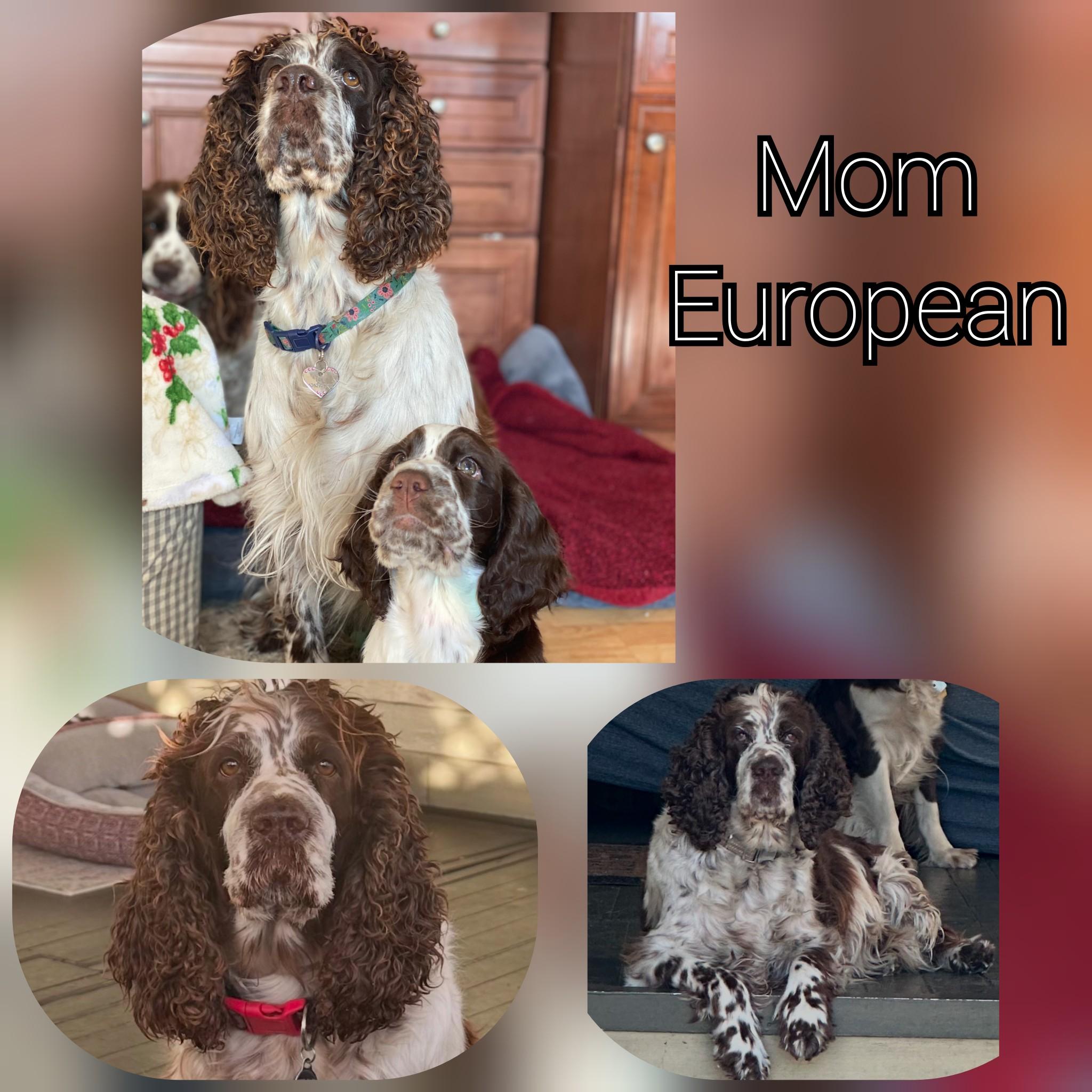 Hat Trick Springer Spaniels in California | English Springer Spaniel ...