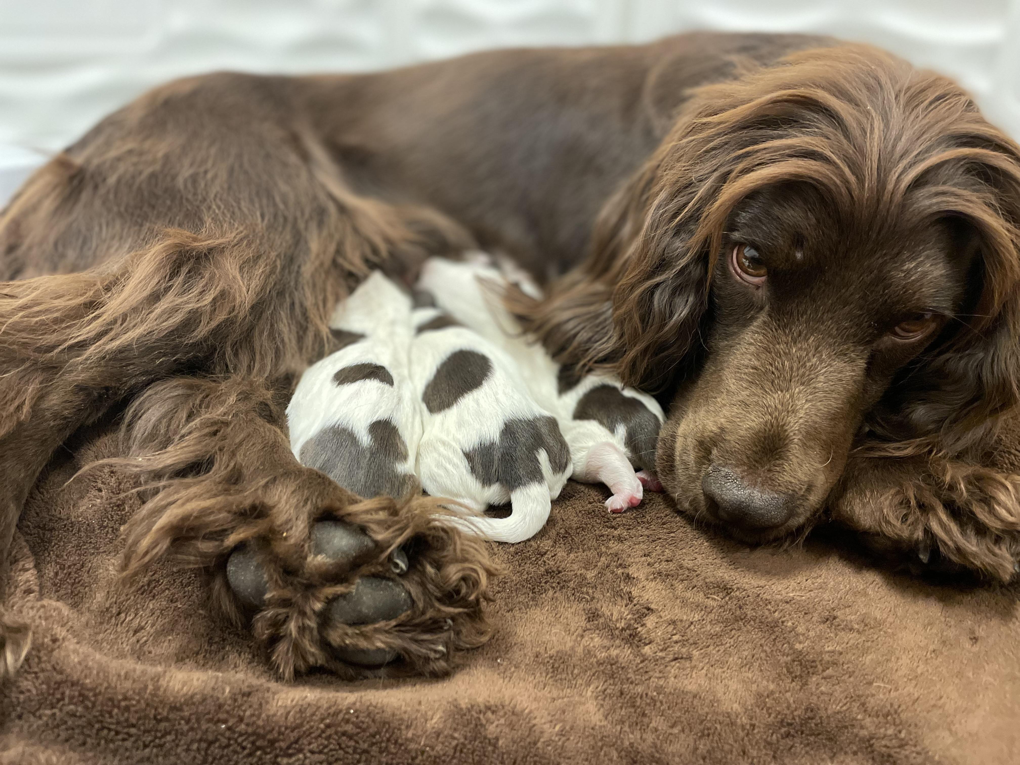 Rock Moss Farm and Kennel in Georgia | English Cocker Spaniel puppies ...