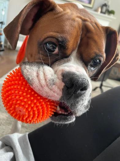 A&j’s Boxer Baby’s Kennel in Ohio | Boxer puppies | Good Dog
