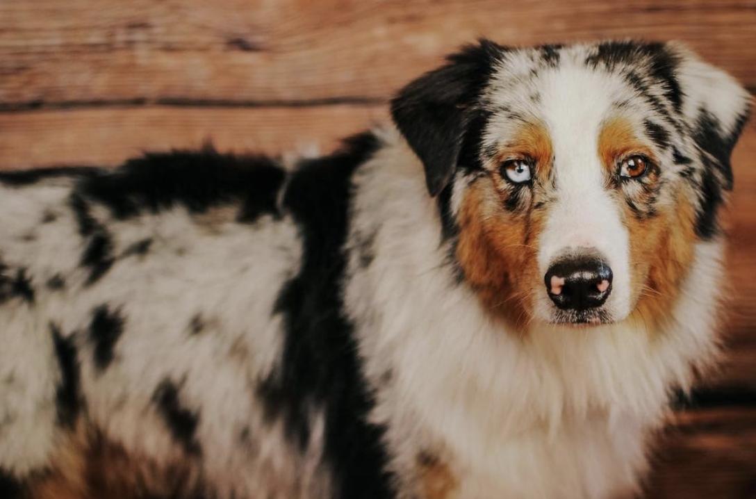 Tried and True Aussies in California | Australian Shepherd puppies ...