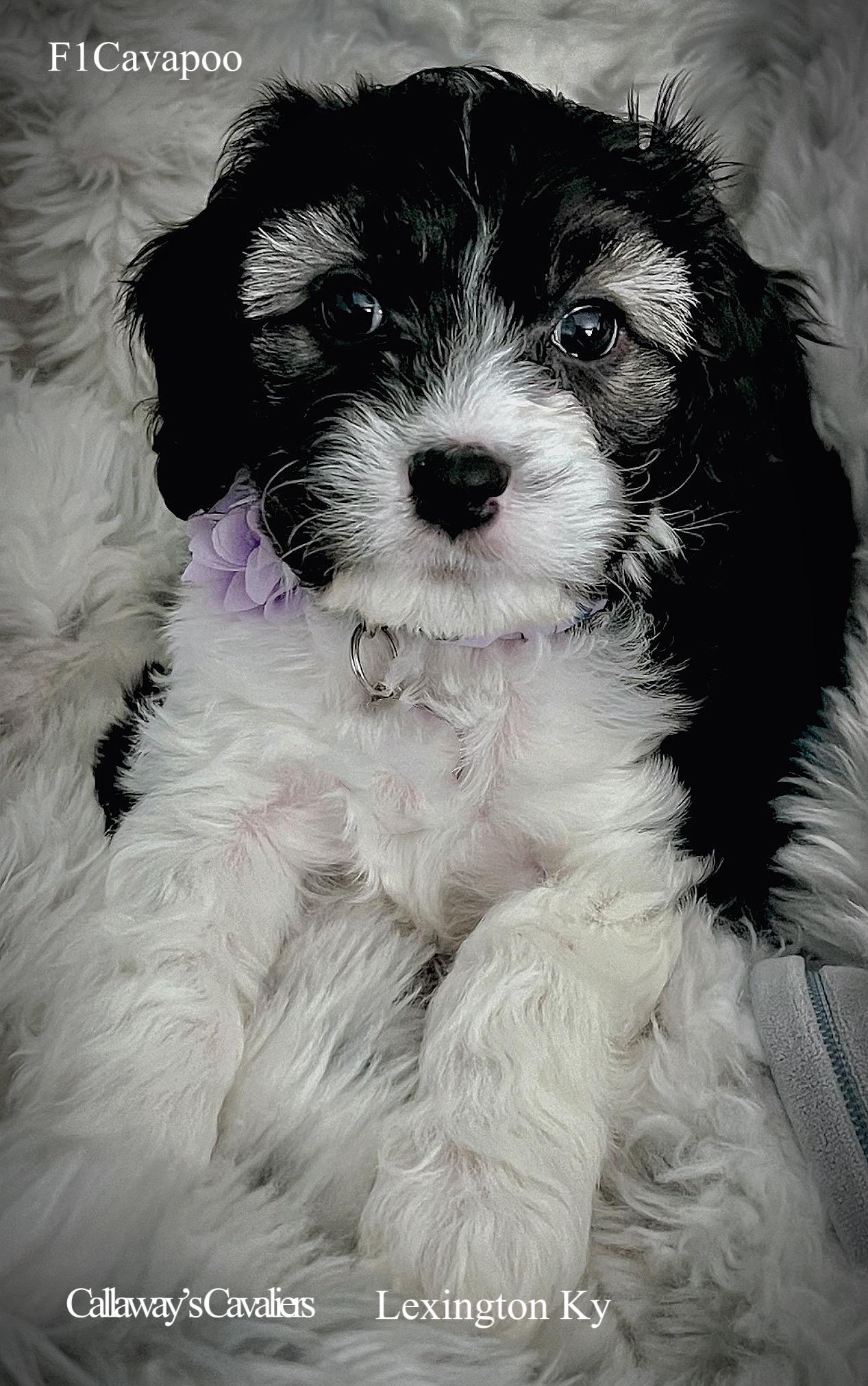 Callaway's Cavaliers in Kentucky | Cavapoo puppies | Good Dog