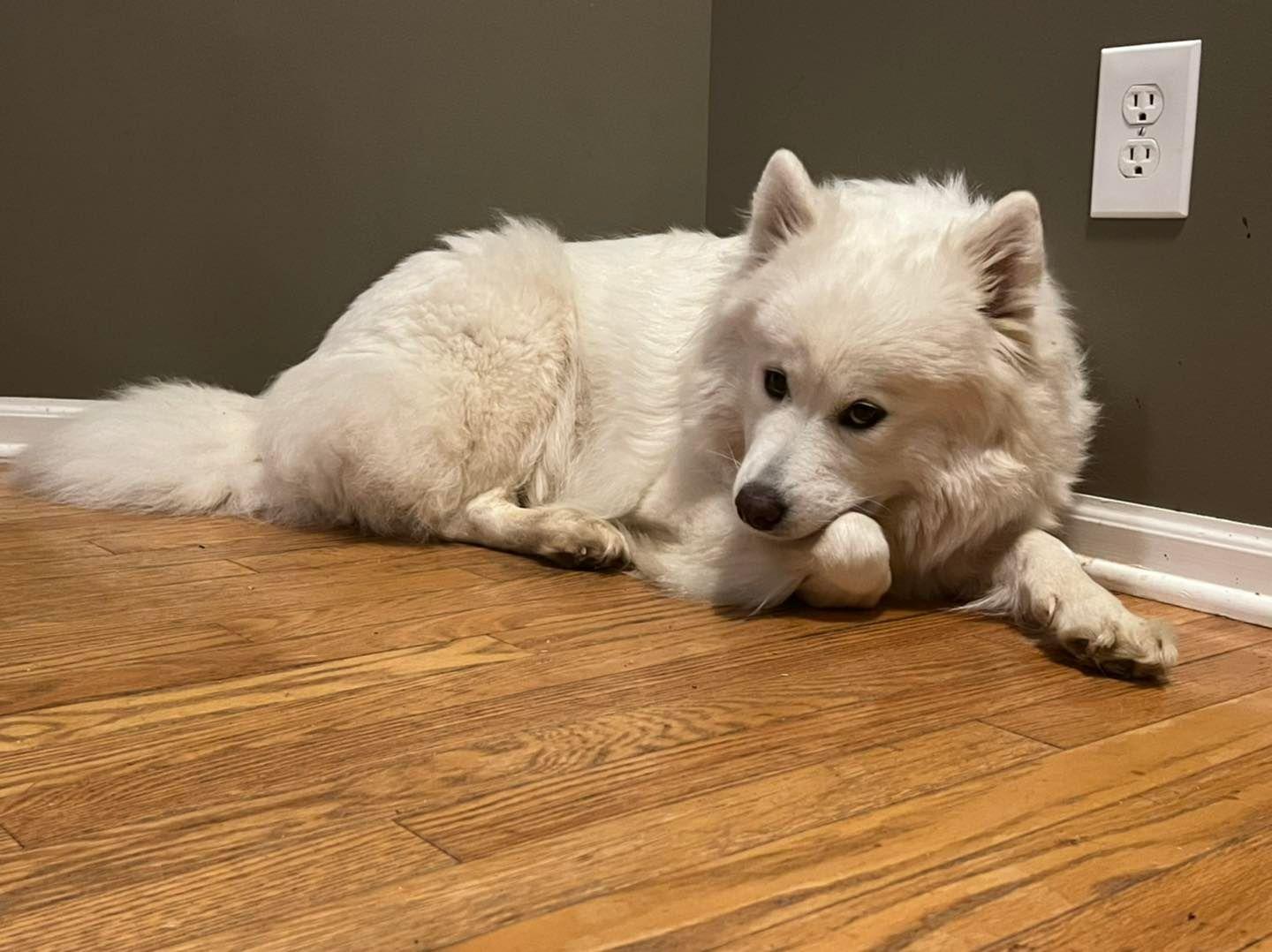 Stirling Silver Samoyeds in Ohio | Samoyed puppies | Good Dog