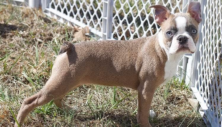 Brittney’s Tennessee Terriers in Tennessee | Boston Terrier puppies ...