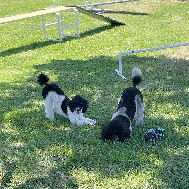 Canyon Spring Ranch Poodles in California | Poodle puppies | Good Dog