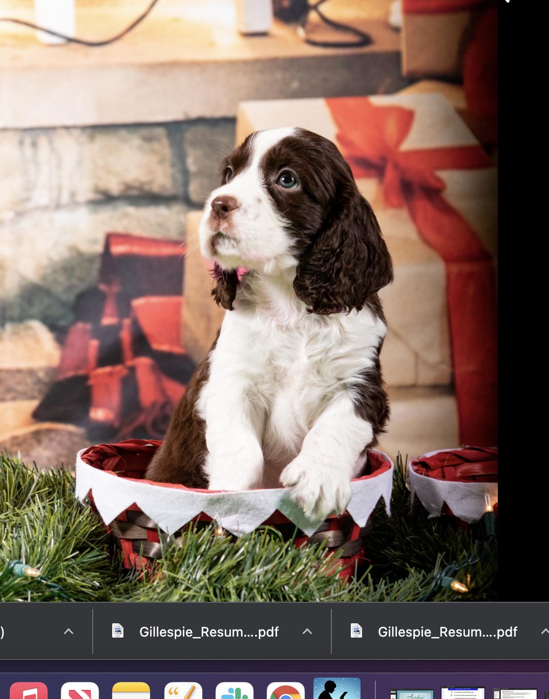 Superior Springers in Michigan | English Springer Spaniel puppies ...