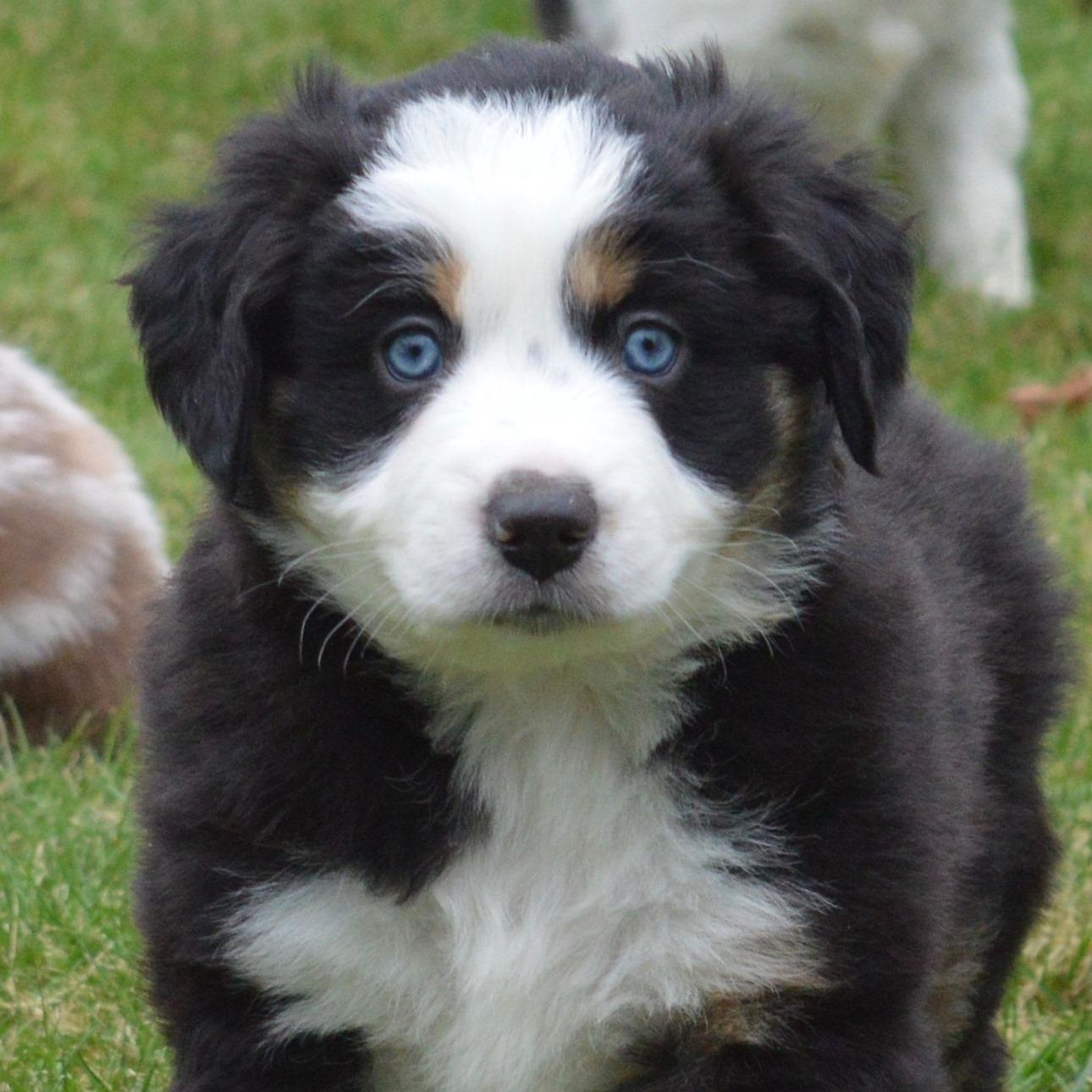 North Lake Aussies in Montana | Miniature American Shepherd, Miniature ...