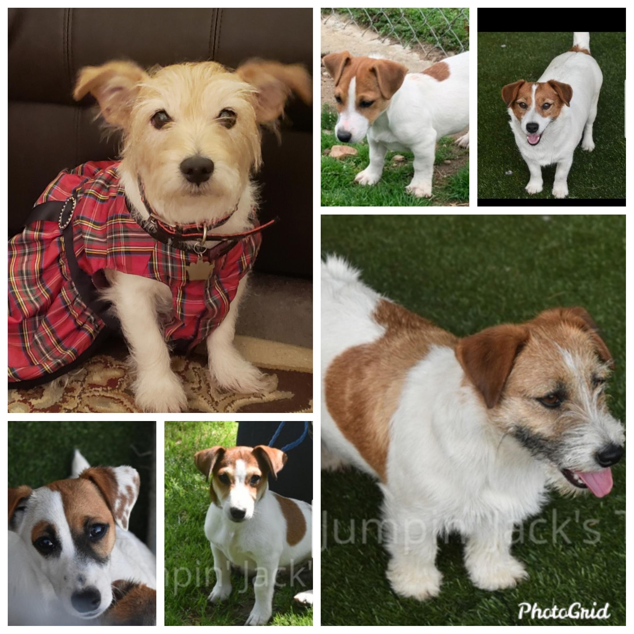 Jumpin' Jack's Terriers in California | Russell Terrier puppies | Good Dog
