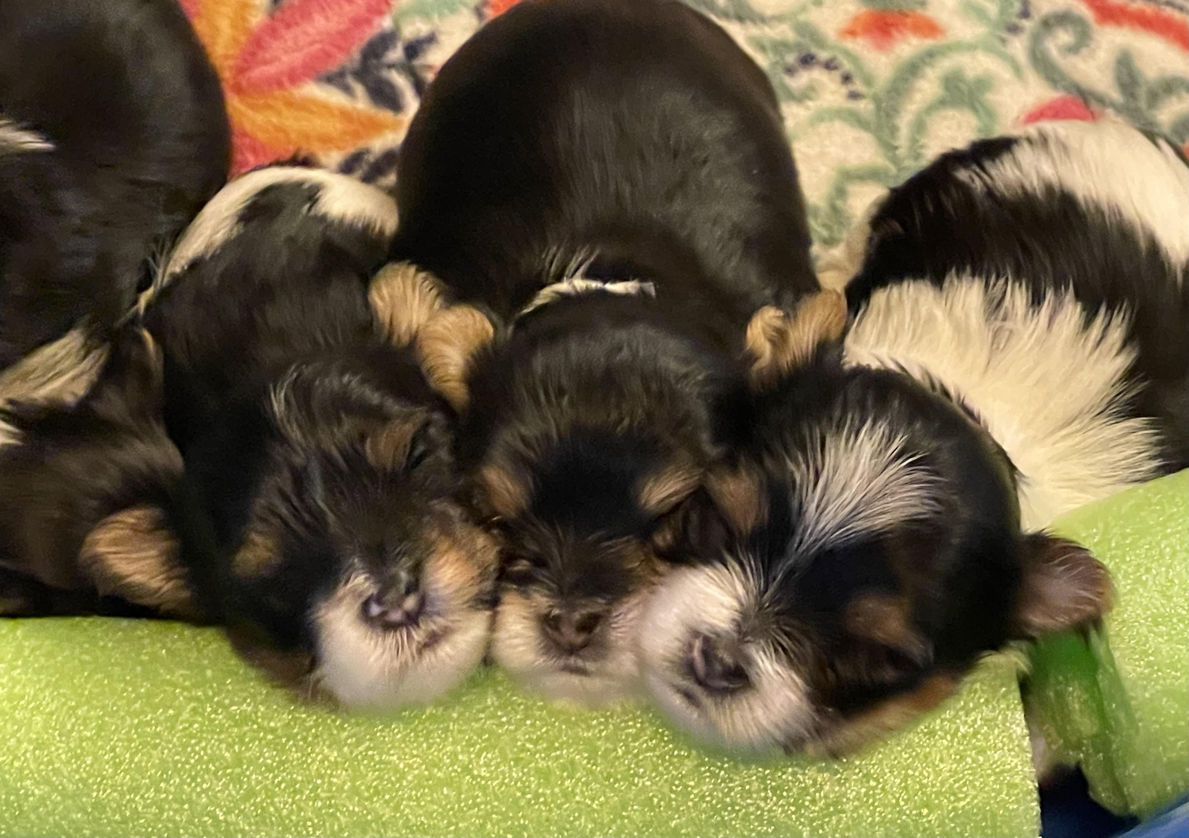 Moonbabies Yorkies in Missouri | Yorkshire Terrier puppies | Good Dog