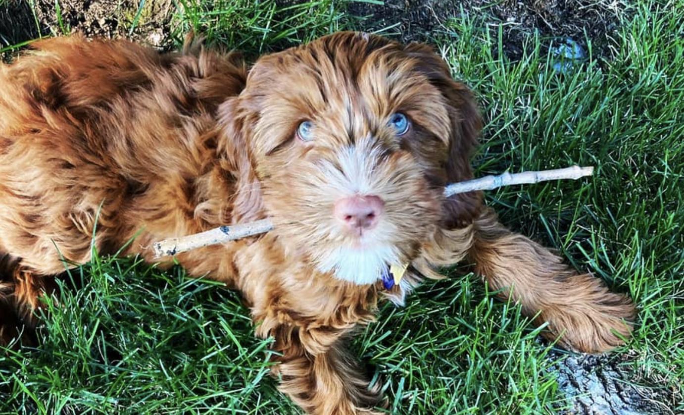 Colorado Labradoodle in Colorado | Australian Labradoodle puppies ...