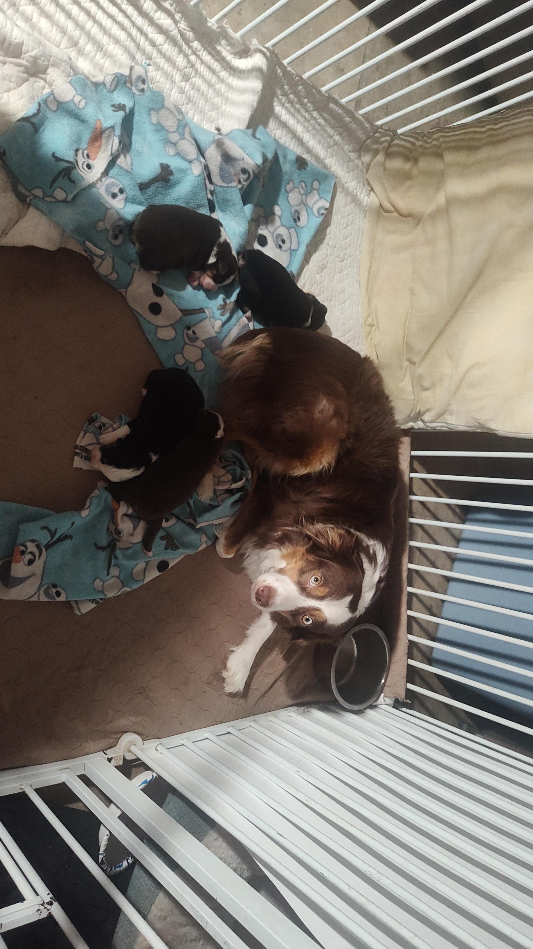 A&A K9's in Colorado | Miniature Australian Shepherd puppies | Good Dog