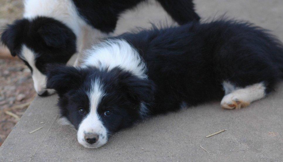 Solaras Border Collies in Georgia | Border Collie puppies | Good Dog