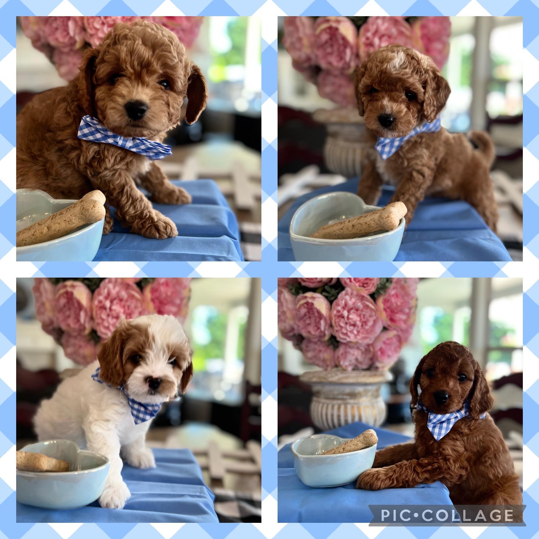 Bark & Bramble Cavapoochons in Washington | Cavachon, Cavapoo ...