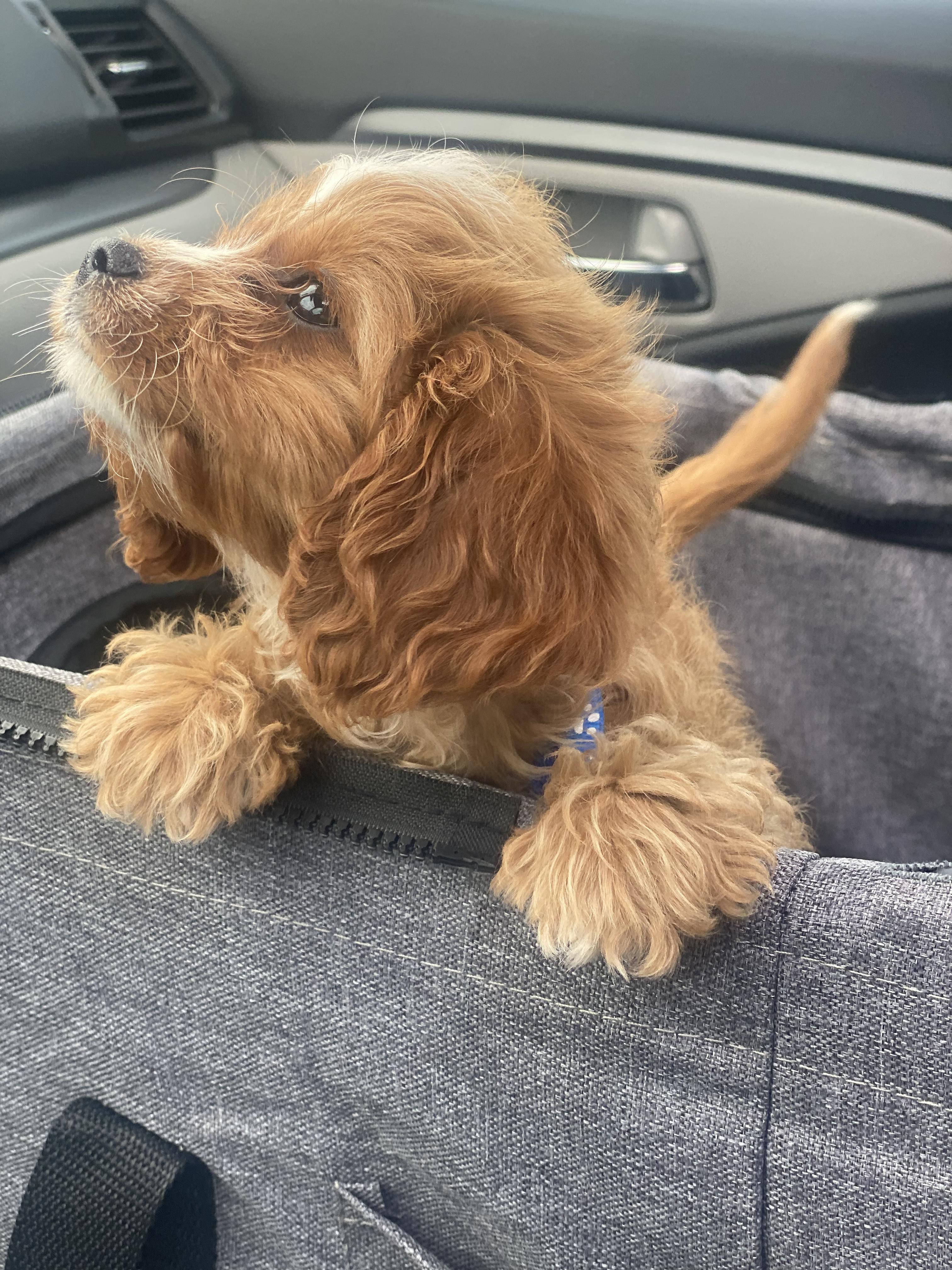 Perfect Puppy Paws in Arizona | Cavapoo puppies | Good Dog