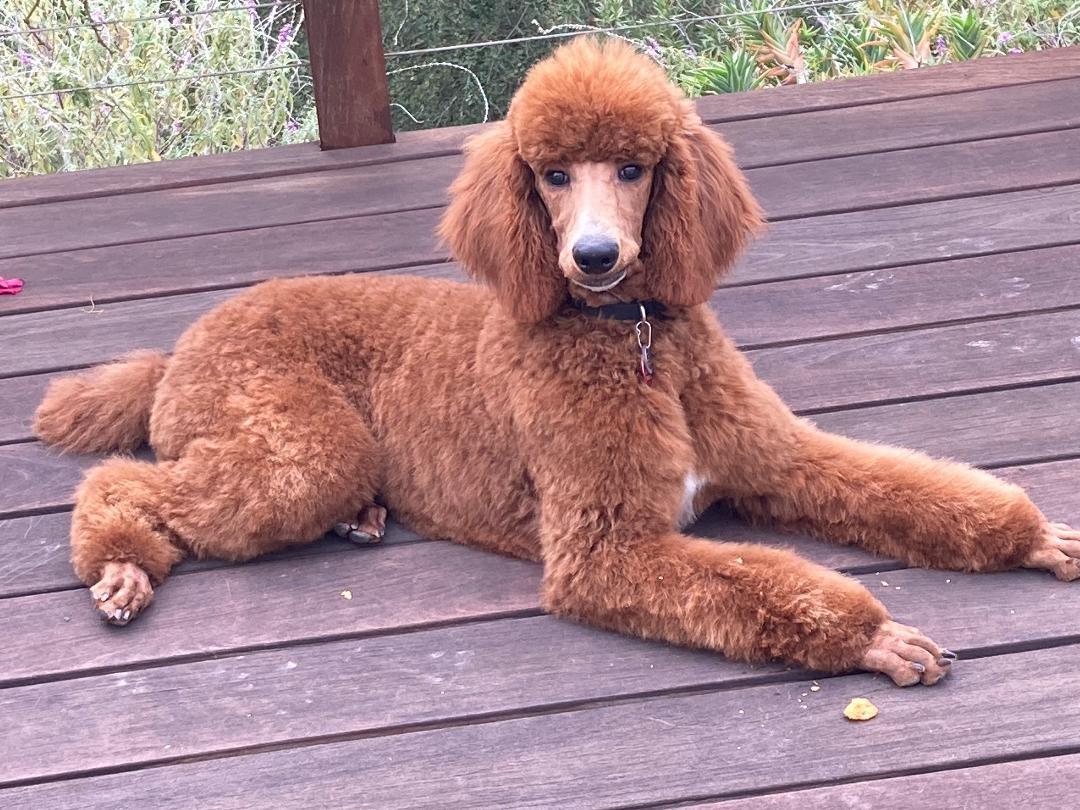 Marquis Diamond Standard Poodles in California | Poodle puppies | Good Dog