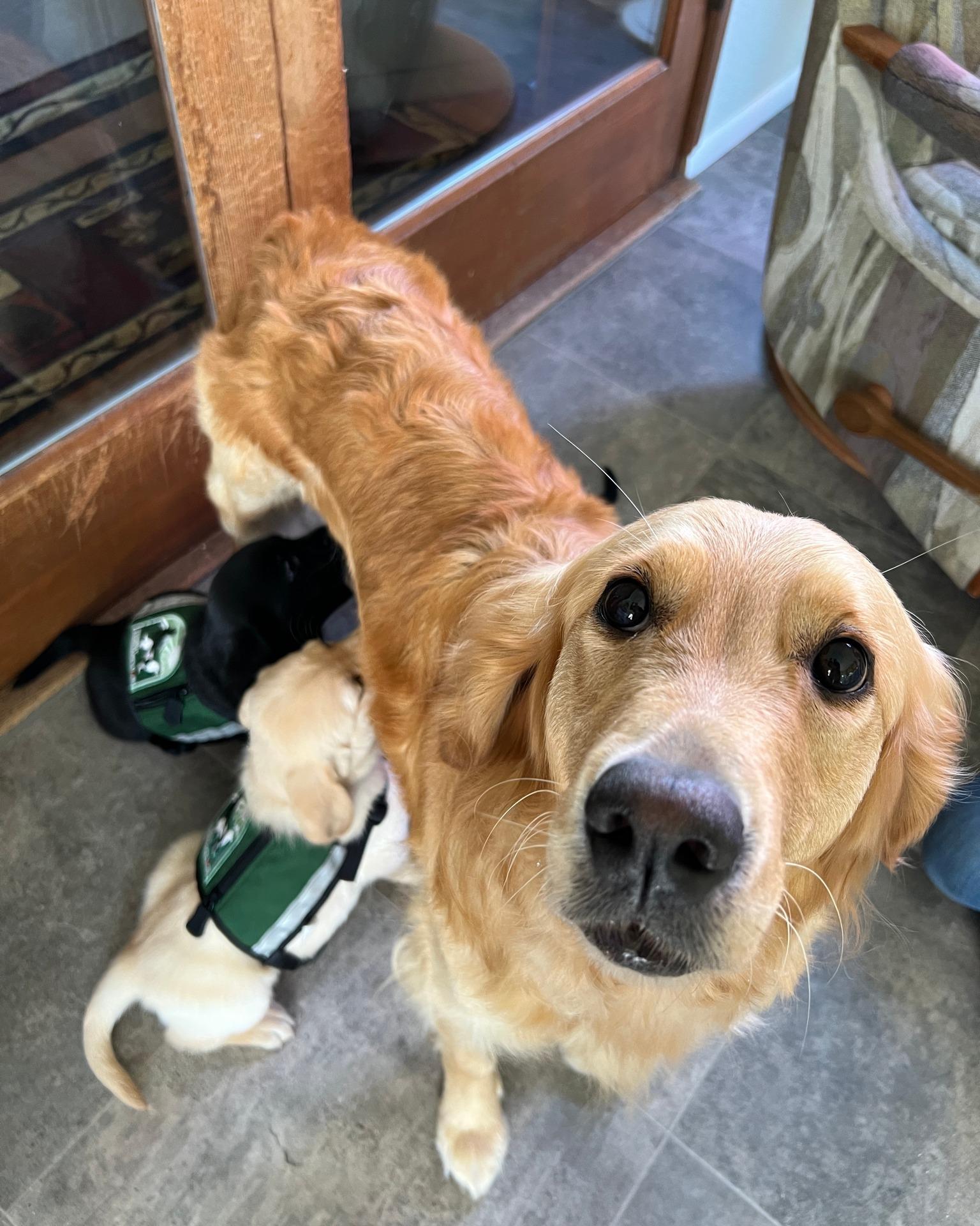 Summit Assistance Dogs in Washington | Golden Retriever and Labrador ...