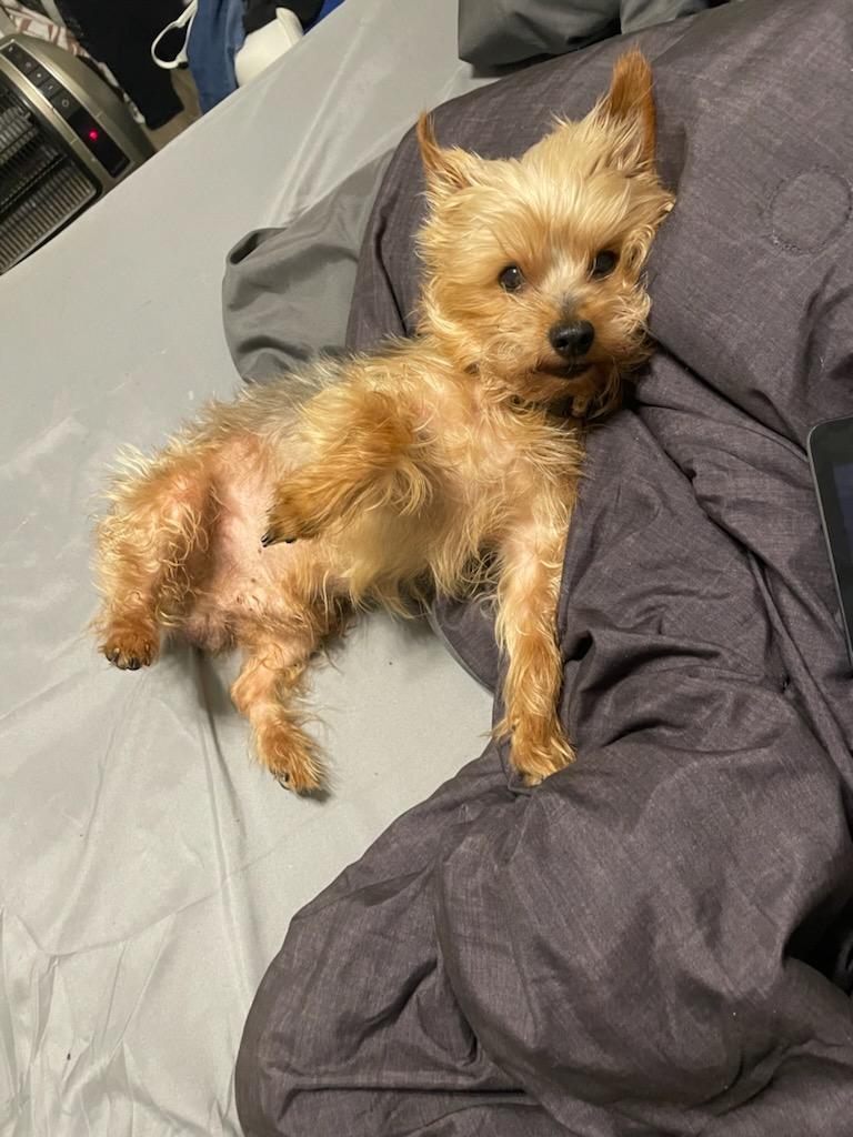 Heather’s Yorkies in Tennessee | Yorkshire Terrier puppies | Good Dog
