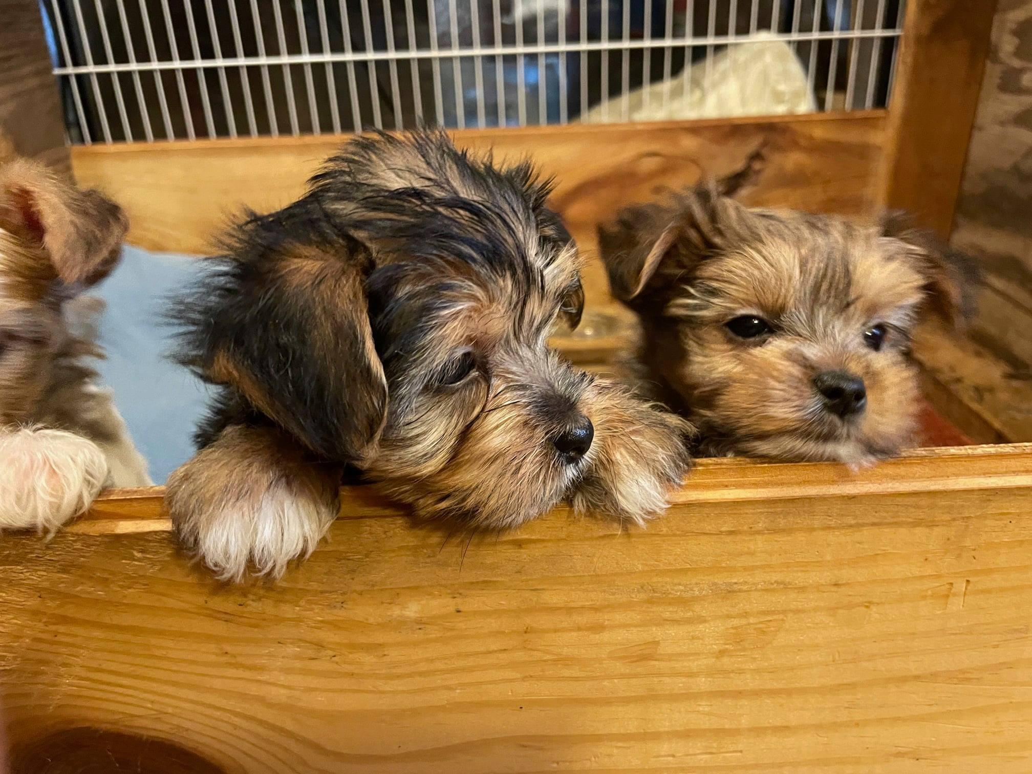Yorkie Time in North Carolina | Yorkshire Terrier puppies | Good Dog