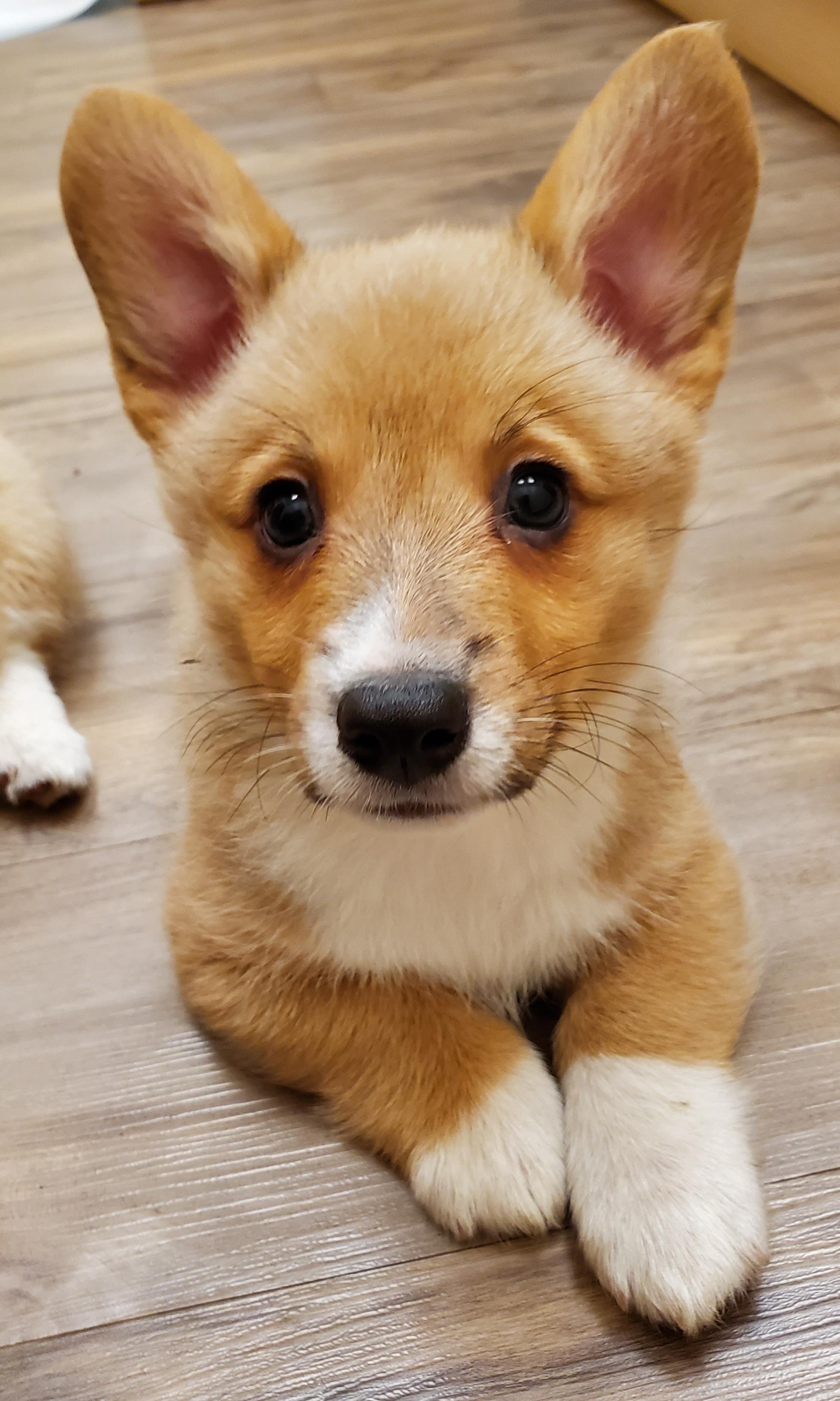 Mulkeys Little Corgis in Florida | Pembroke Welsh Corgi and American ...