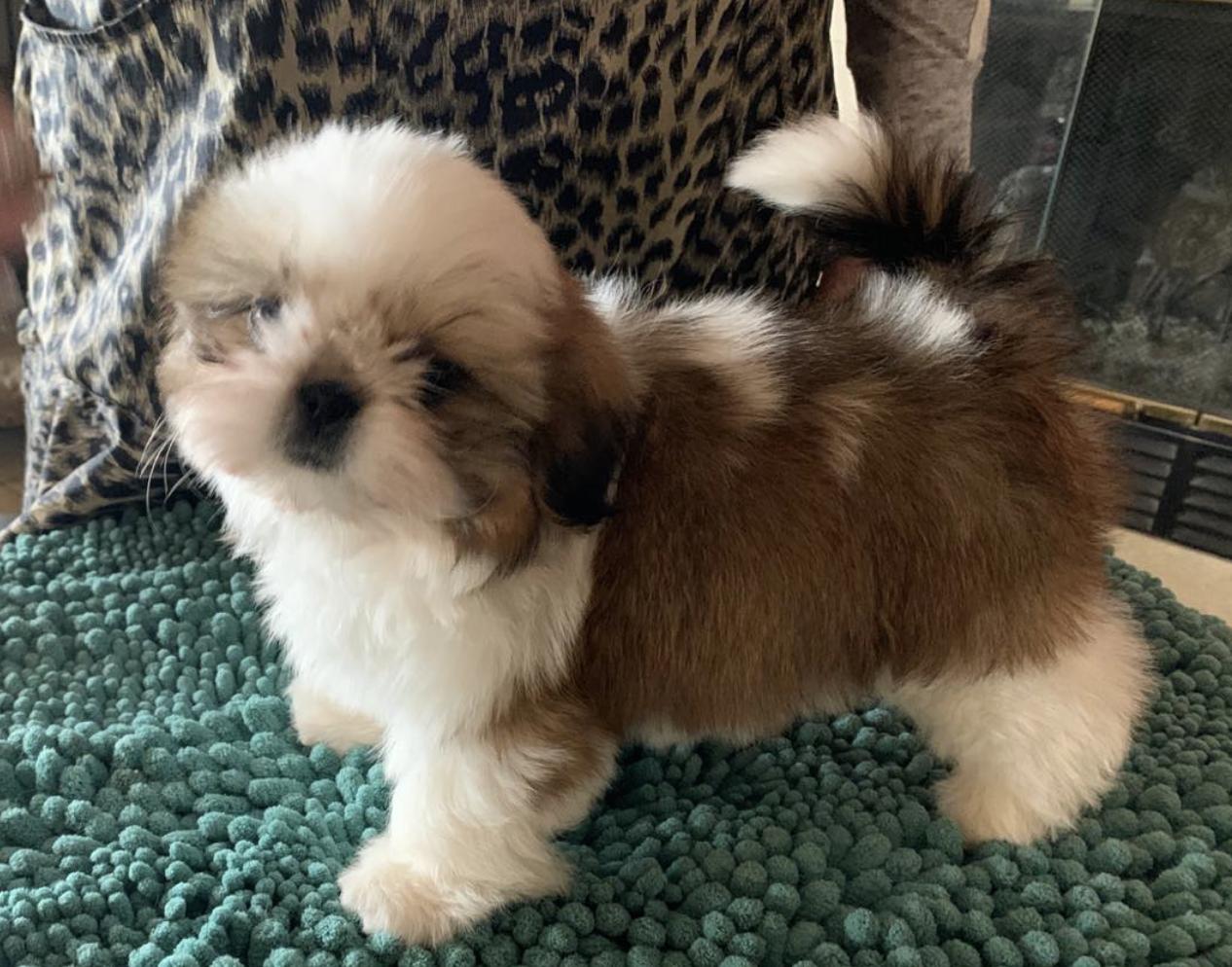 A Moment In Time Shih Tzu in California | Shih Tzu puppies | Good Dog