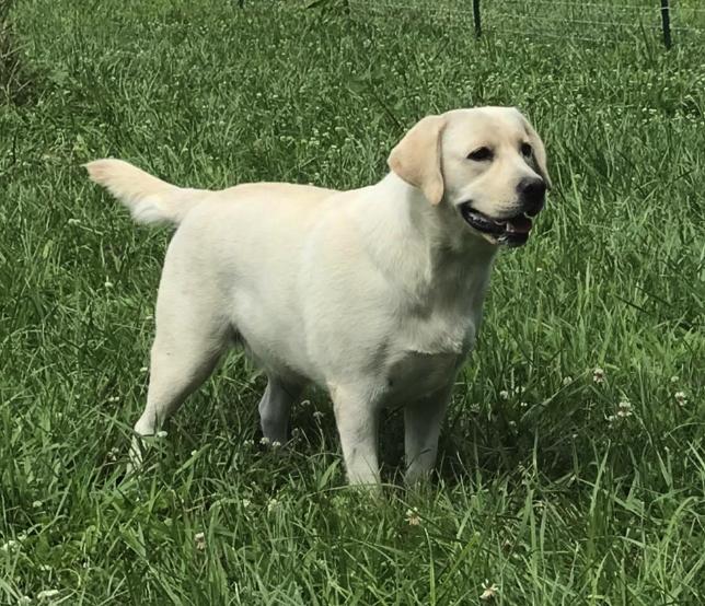 Turtle Creek Labradors in Ohio | Labrador Retriever puppies | Good Dog
