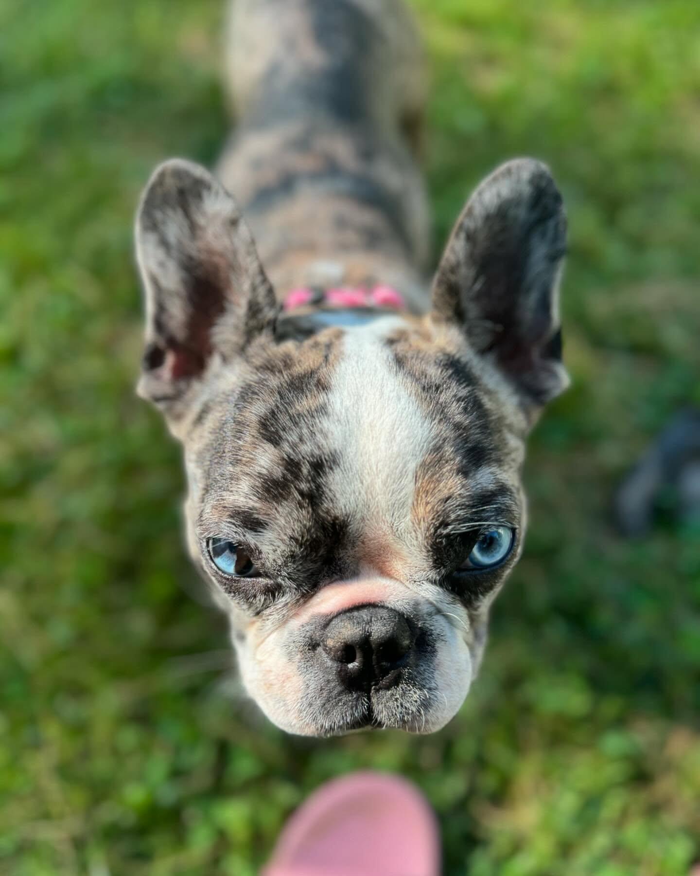 Bailey Family Frenchies in Michigan | Companion Cross puppies | Good Dog