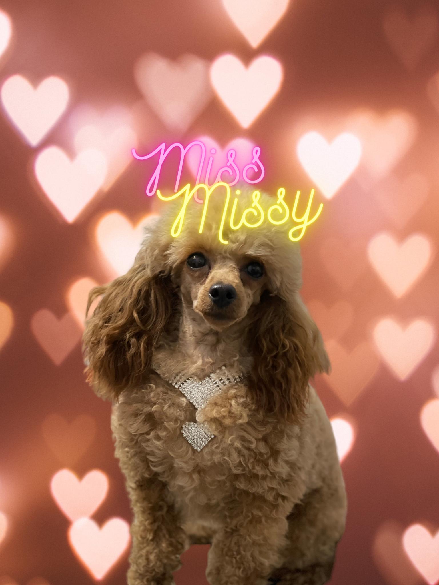Kendra’s Prissy Toy Poodles in Michigan | Poodle puppies | Good Dog