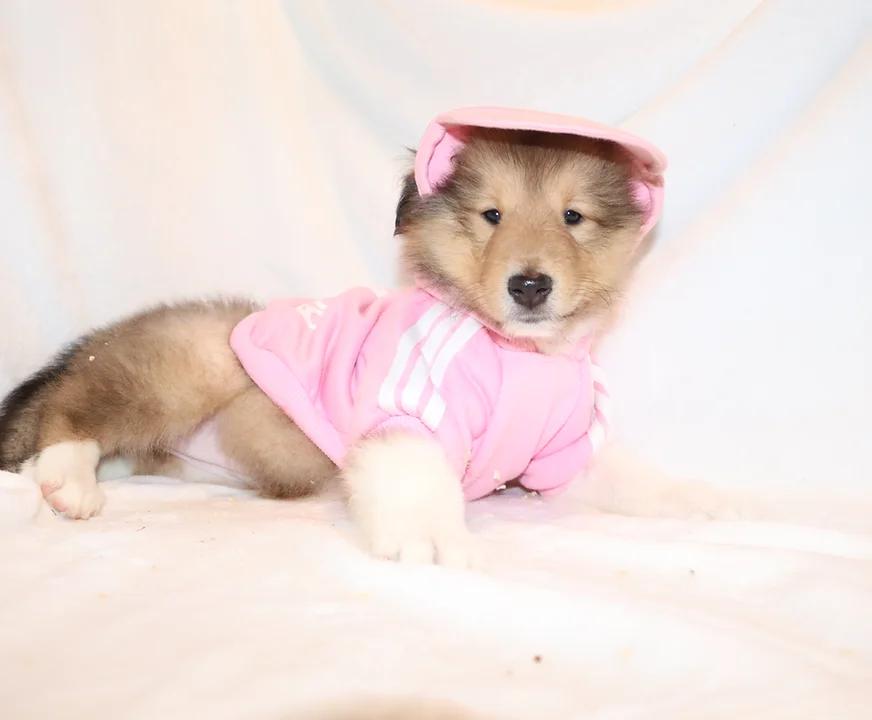 Garlind Ridge Collies in Wisconsin | Collie puppies | Good Dog