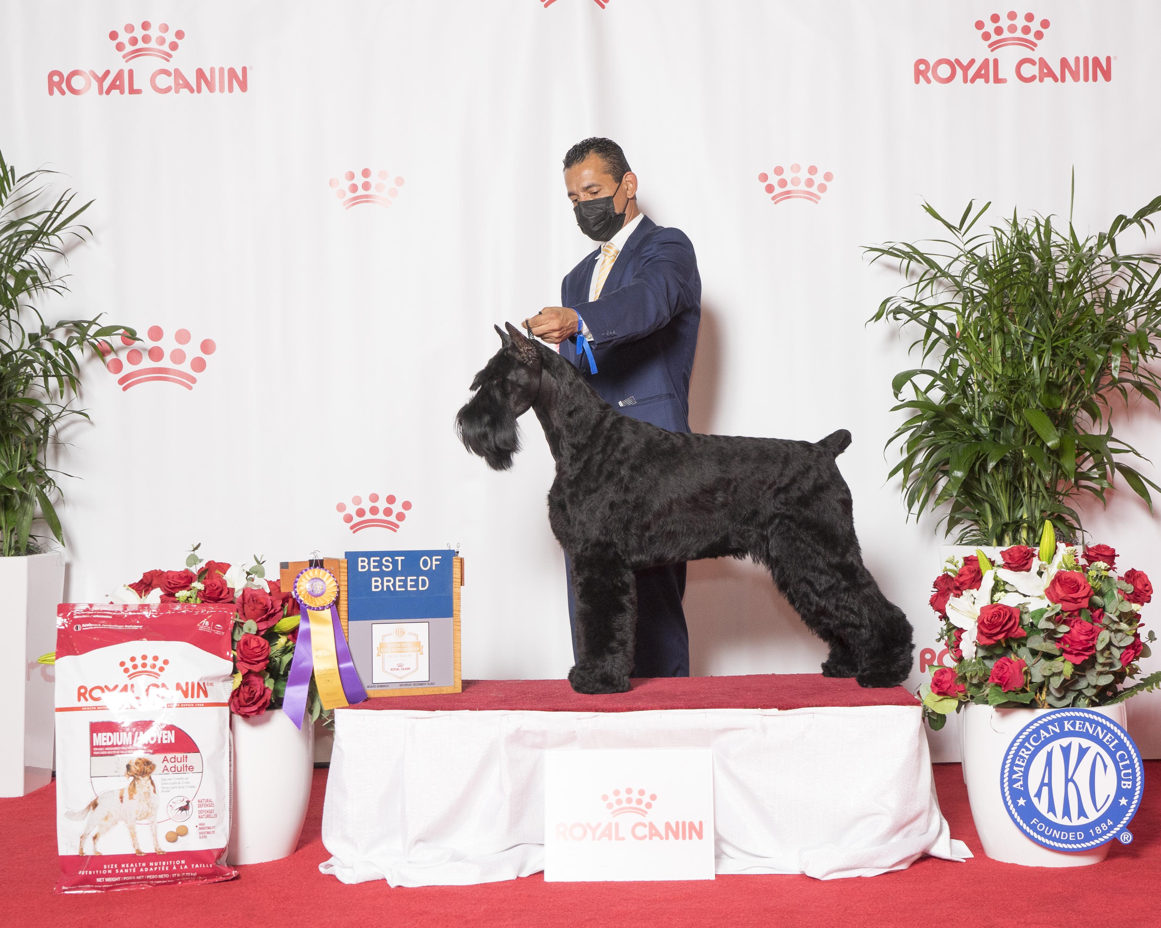 Grand Design Giant Schnauzers in Florida | Giant Schnauzer puppies ...