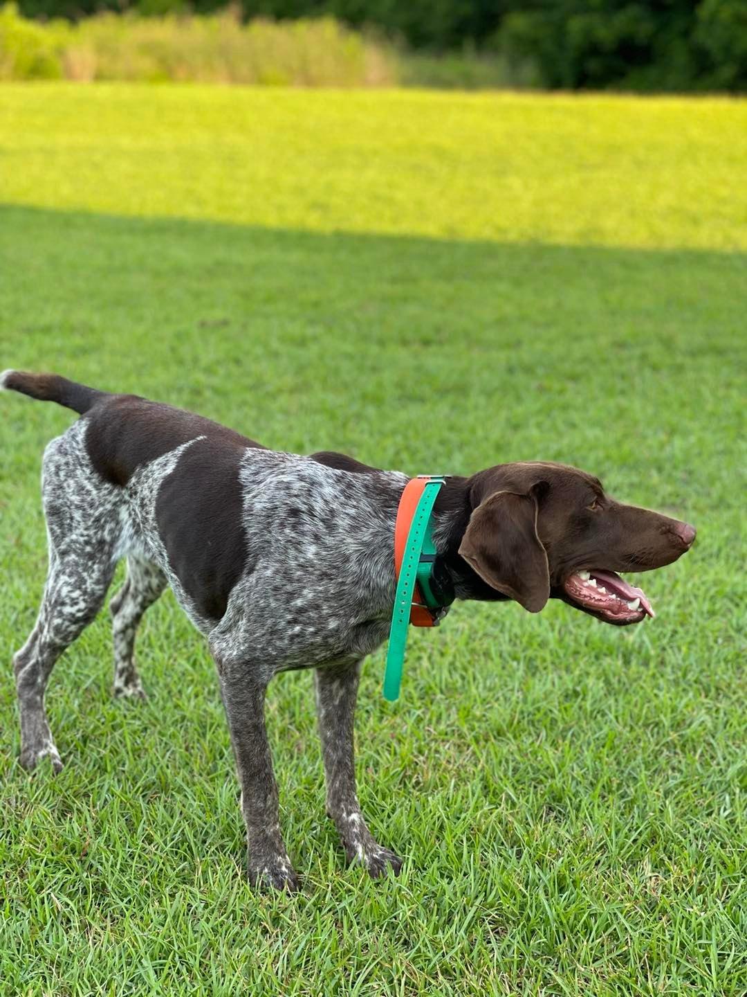 Judy Creek GSP's in Alabama | German Shorthaired Pointer puppies | Good Dog