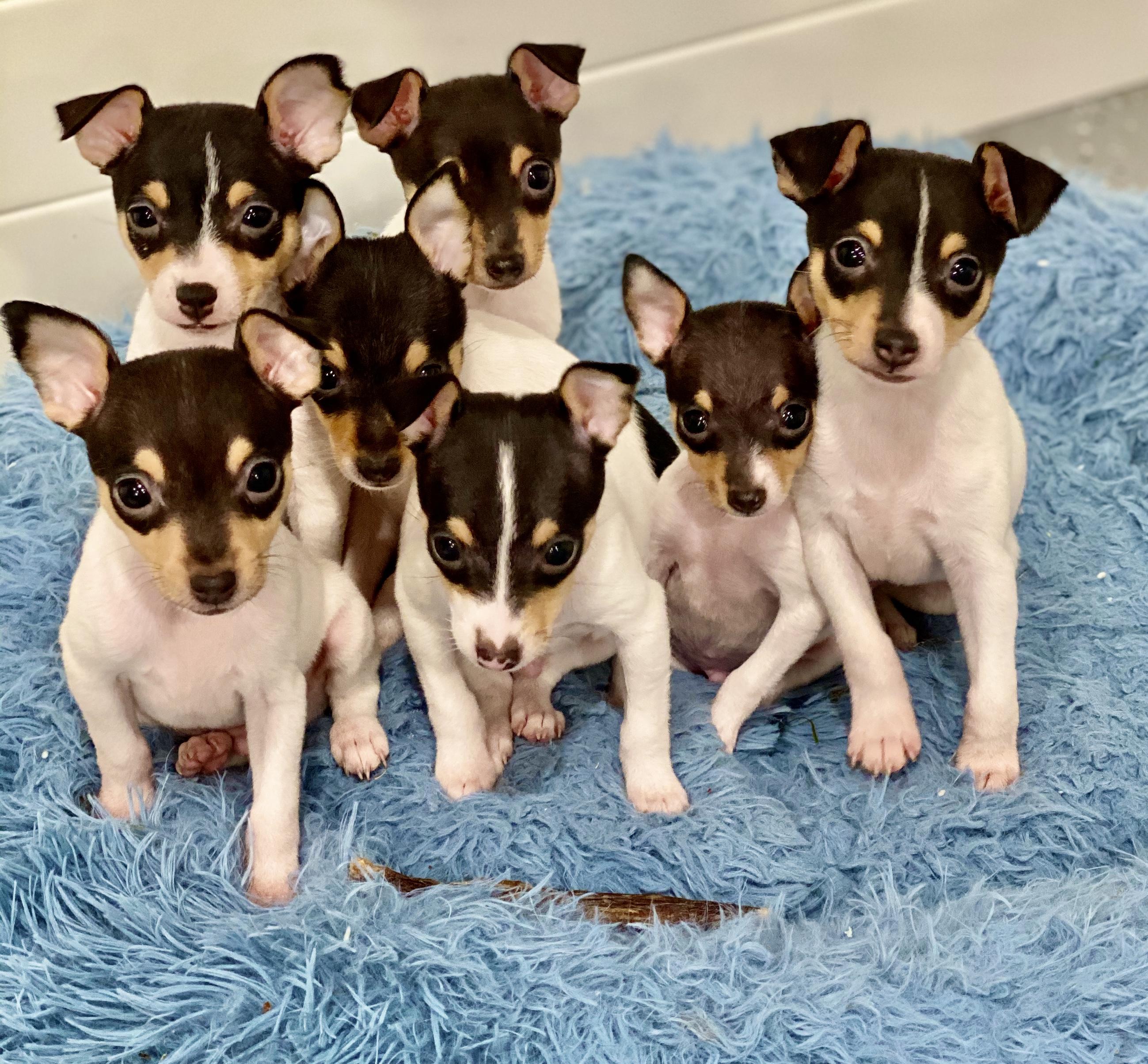 FritzFox Toy Fox Terriers in Oklahoma | Toy Fox Terrier puppies | Good Dog