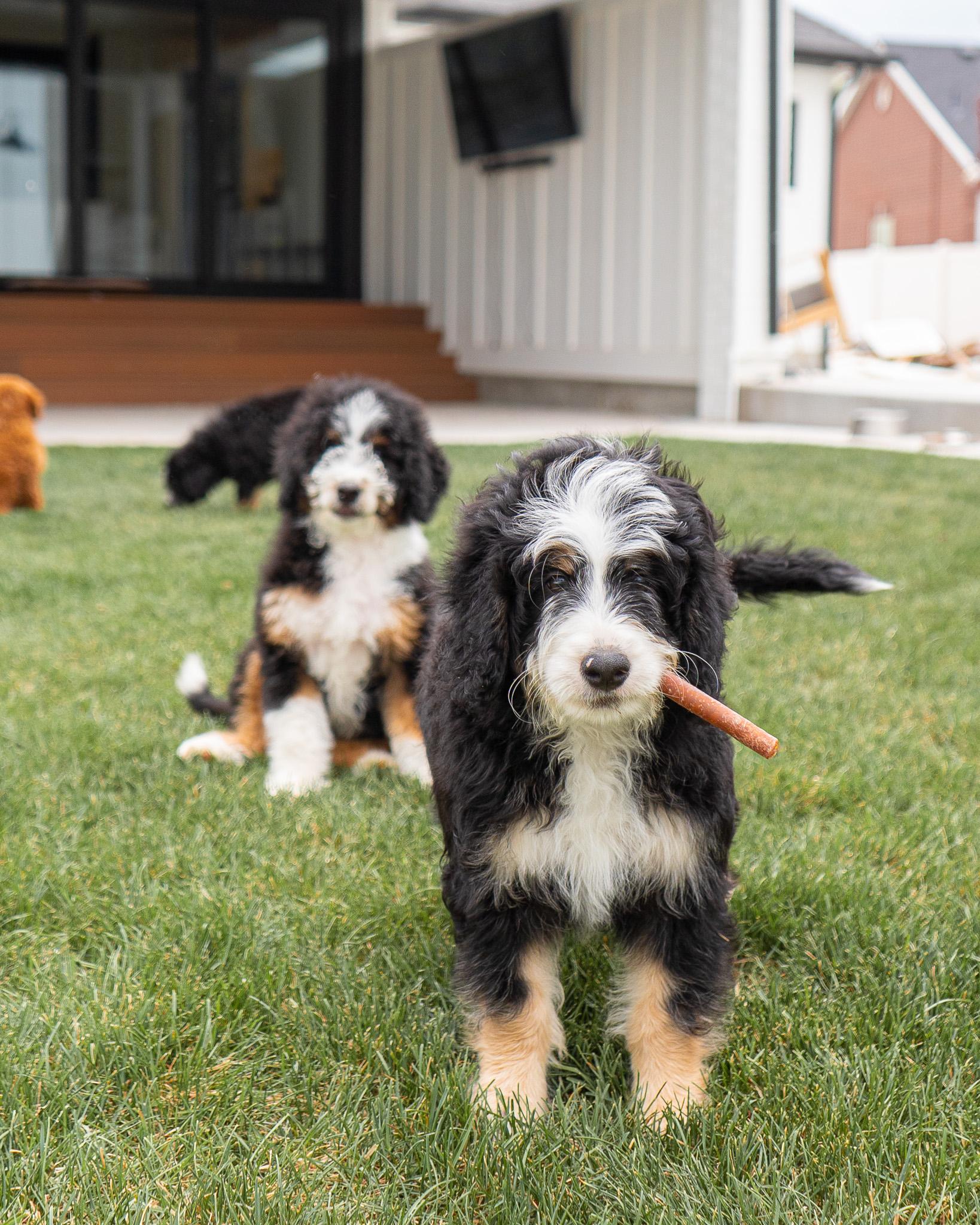 Wasatch Pup in Utah | Bernedoodle, Cavapoo, Goldendoodle or Poodle ...