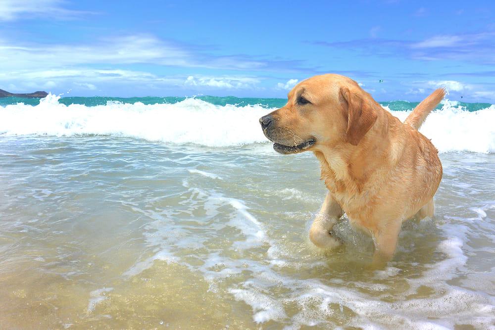 Lochinvar Labradors in Hawaii | Labrador Retriever puppies | Good Dog
