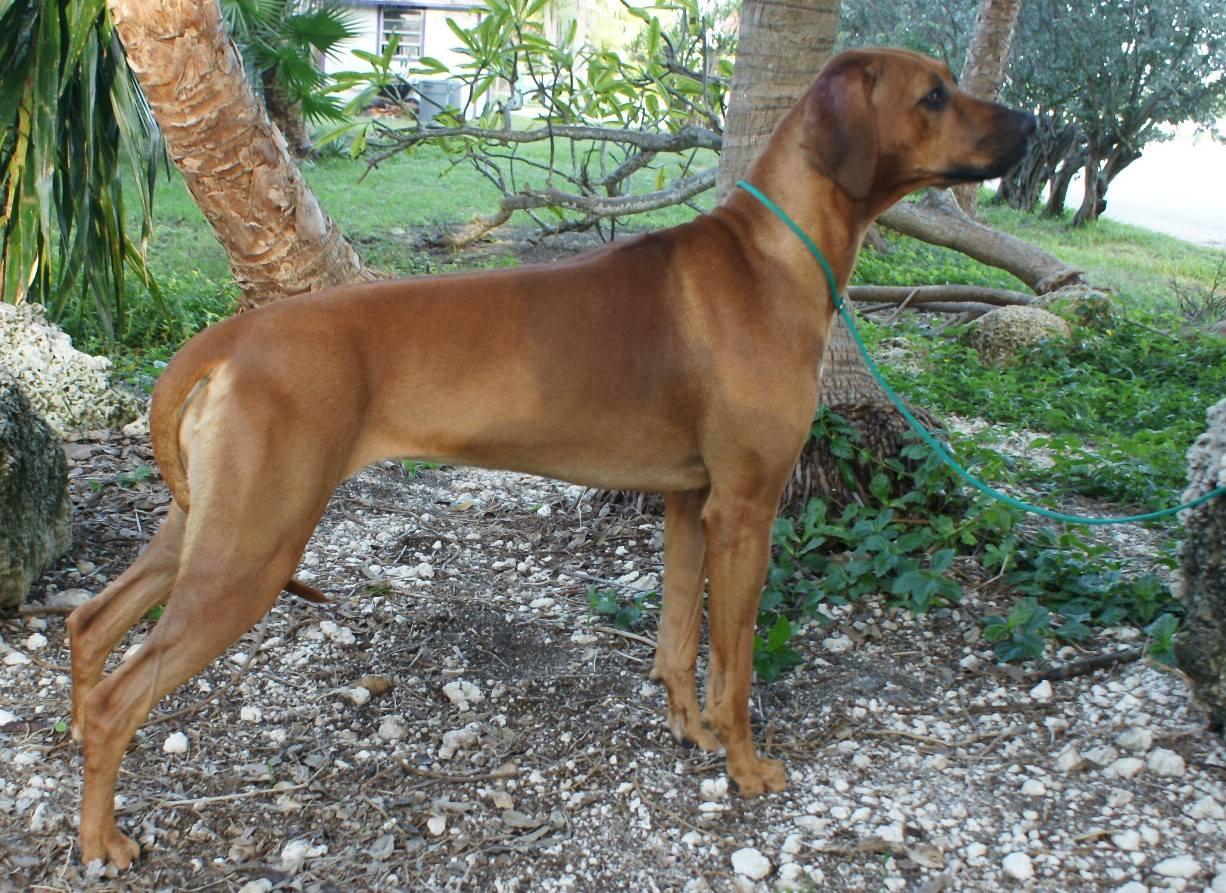 Sue's Rhodesian Ridgebacks in Indiana | Rhodesian Ridgeback puppies ...