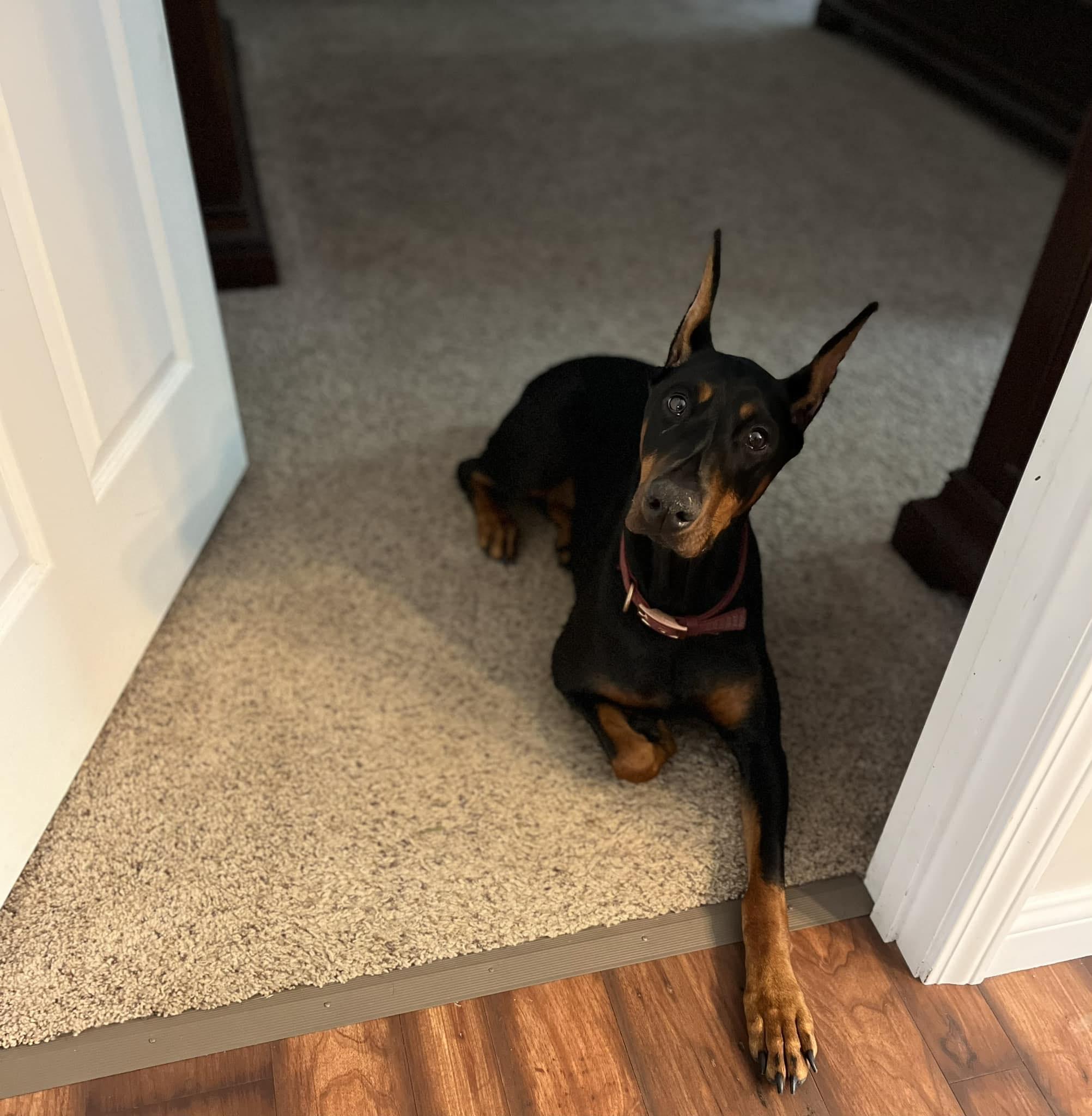 Driftwood Dobermans in Indiana | Doberman Pinscher puppies | Good Dog