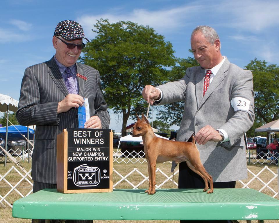 Amberfaye's Min Pins and Toy Fox Terriers in Minnesota | Miniature ...