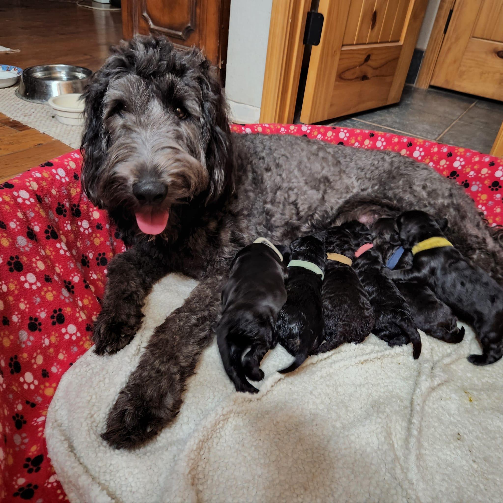 Superdoodles of San Antonio in Texas | Labradoodle and Double Doodle ...