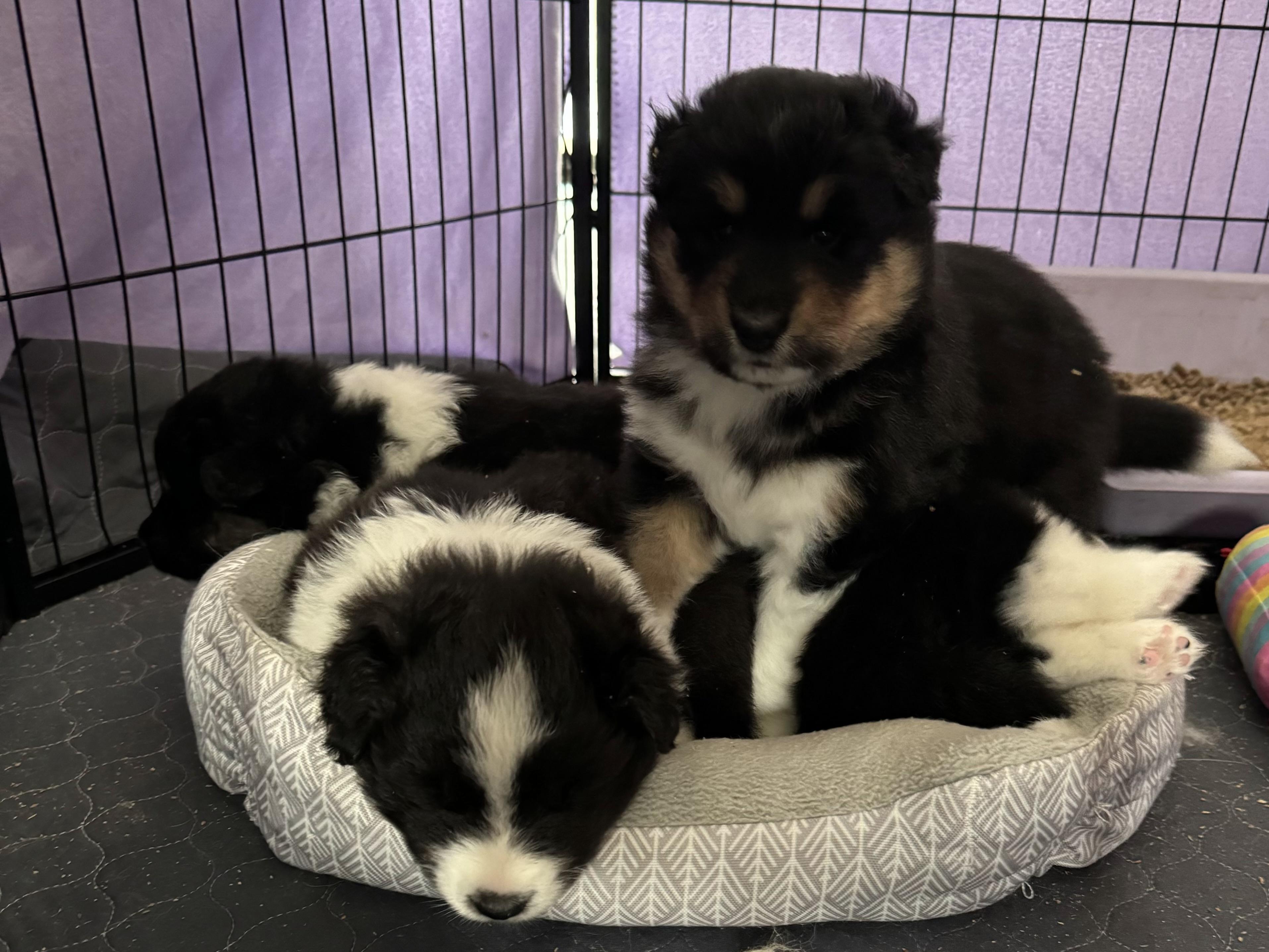 Dreamdale Companions in Washington | Collie and Companion Cross puppies ...