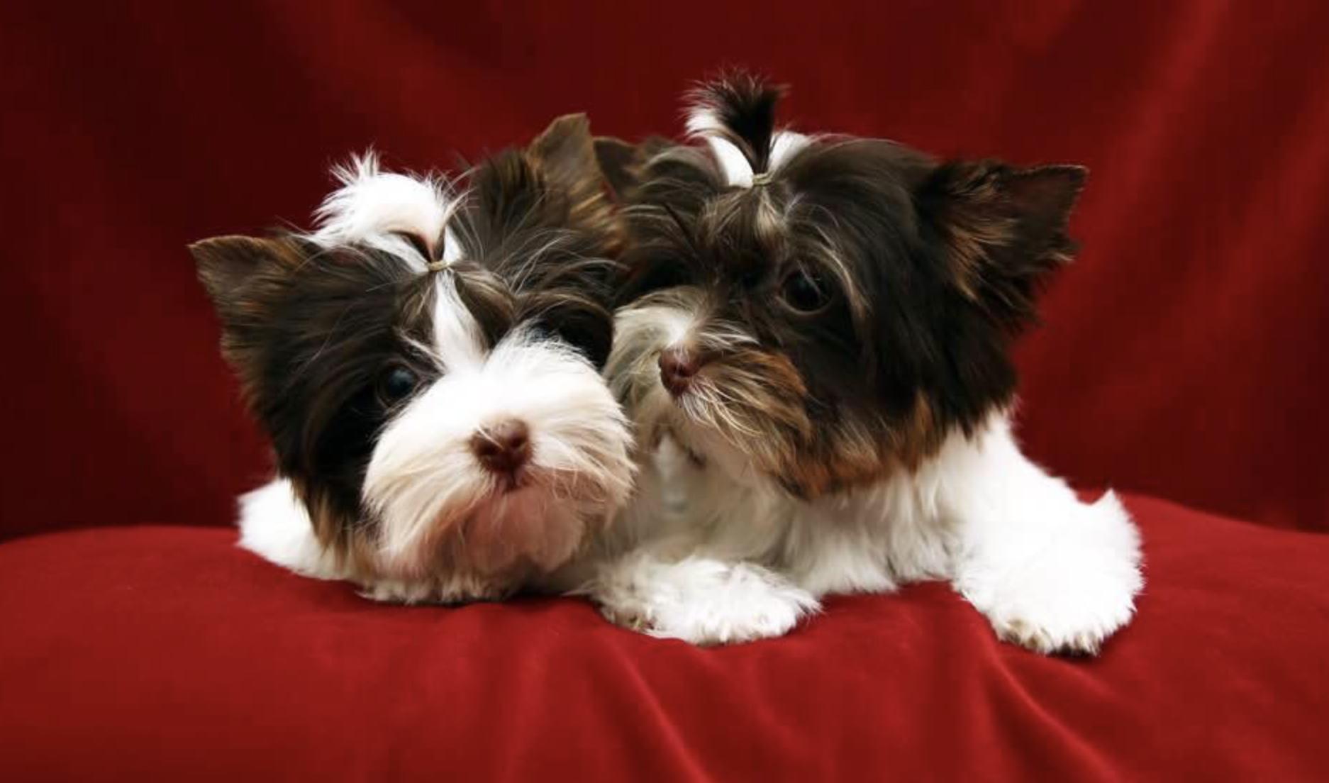 BiewerFever in New York | Biewer Terrier puppies | Good Dog